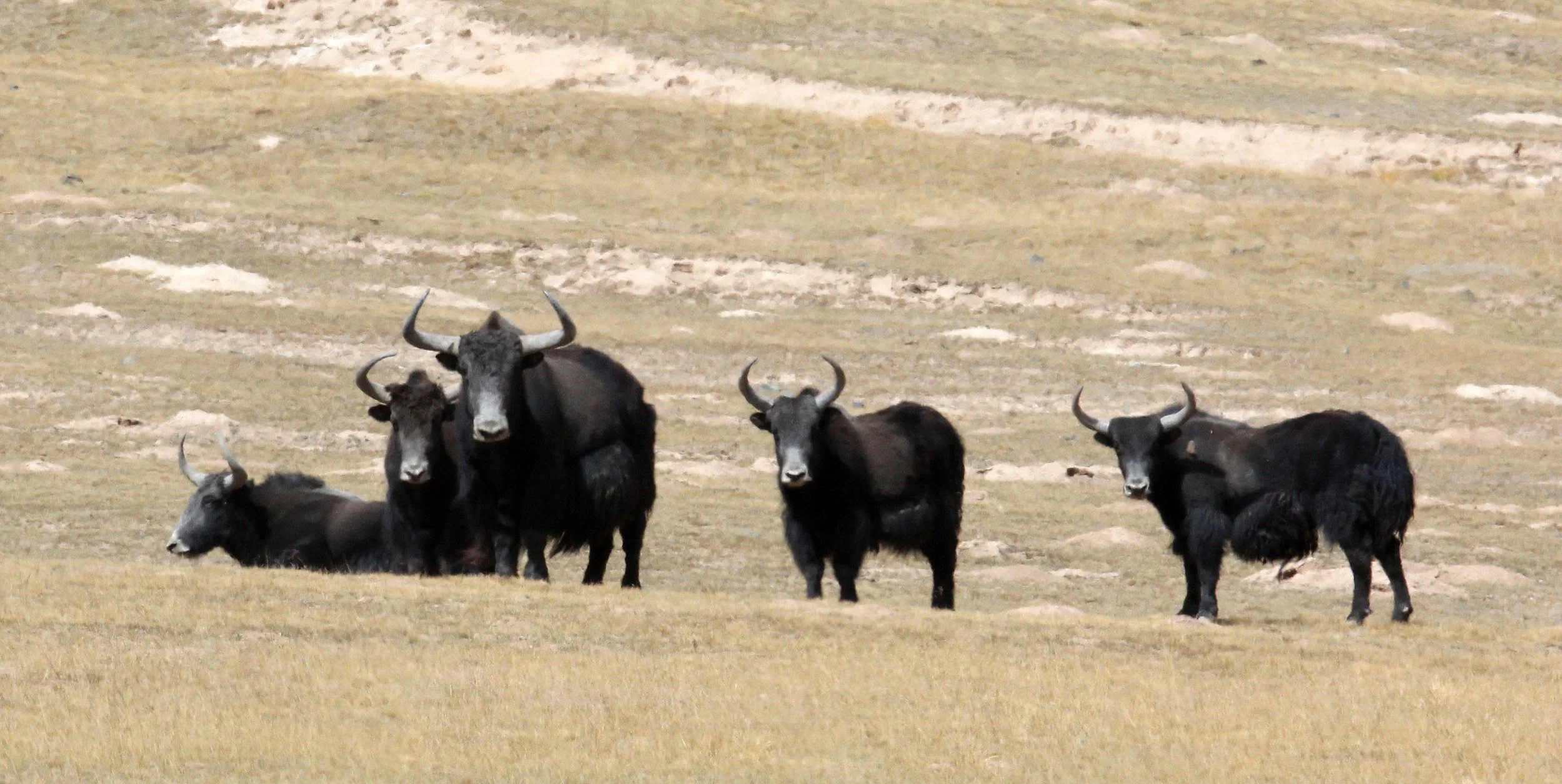 Bos mutus — Coke Smith Wildlife