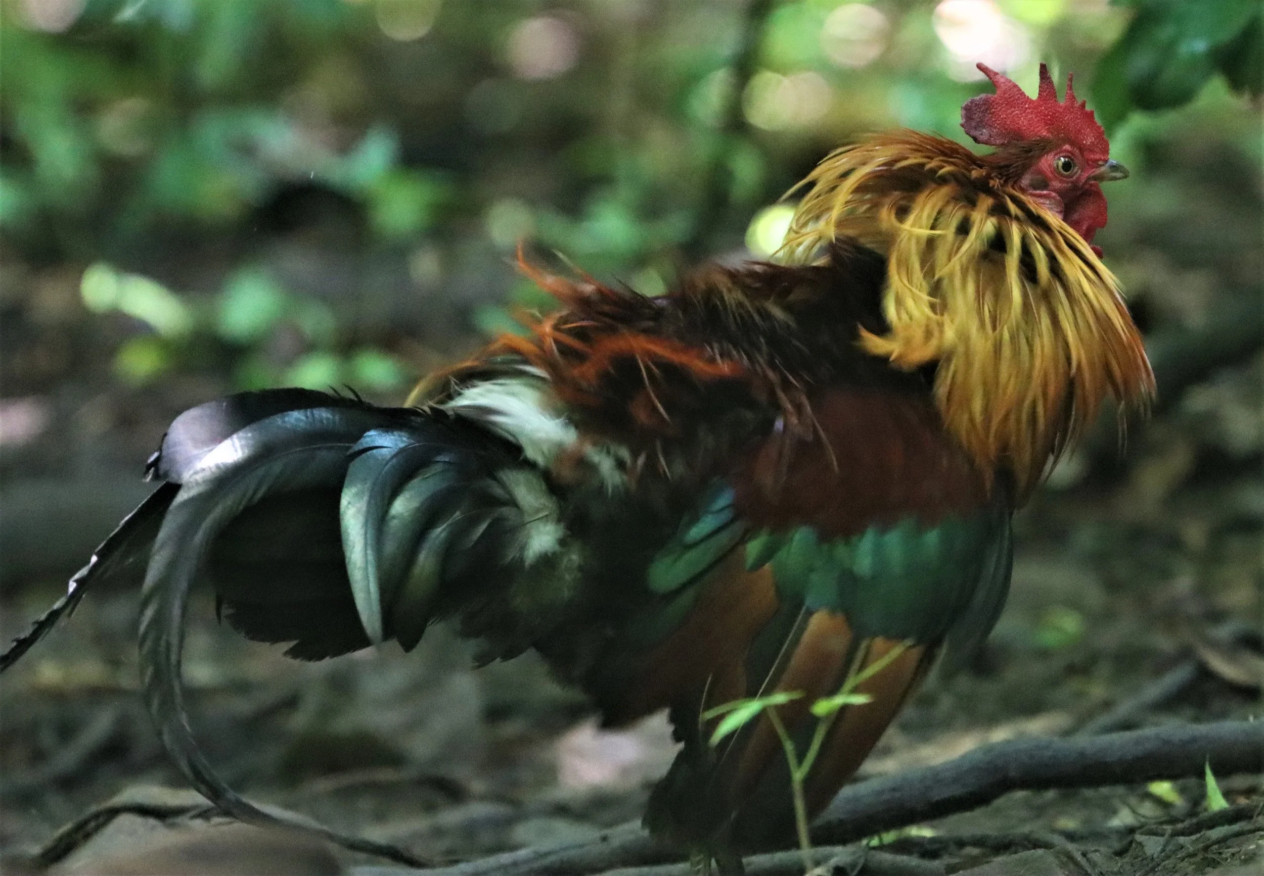 Genus Gallus, Jungle Fowl — Coke Smith Wildlife