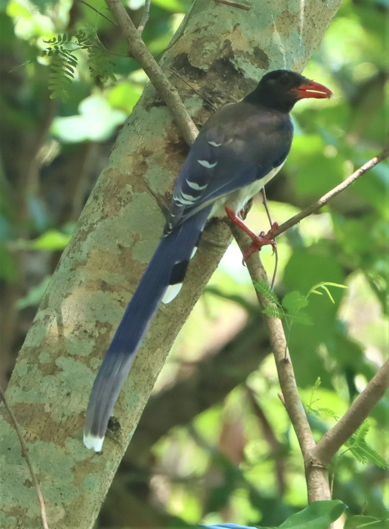 Genus Urocissa Blue Magpies — Coke Smith Wildlife