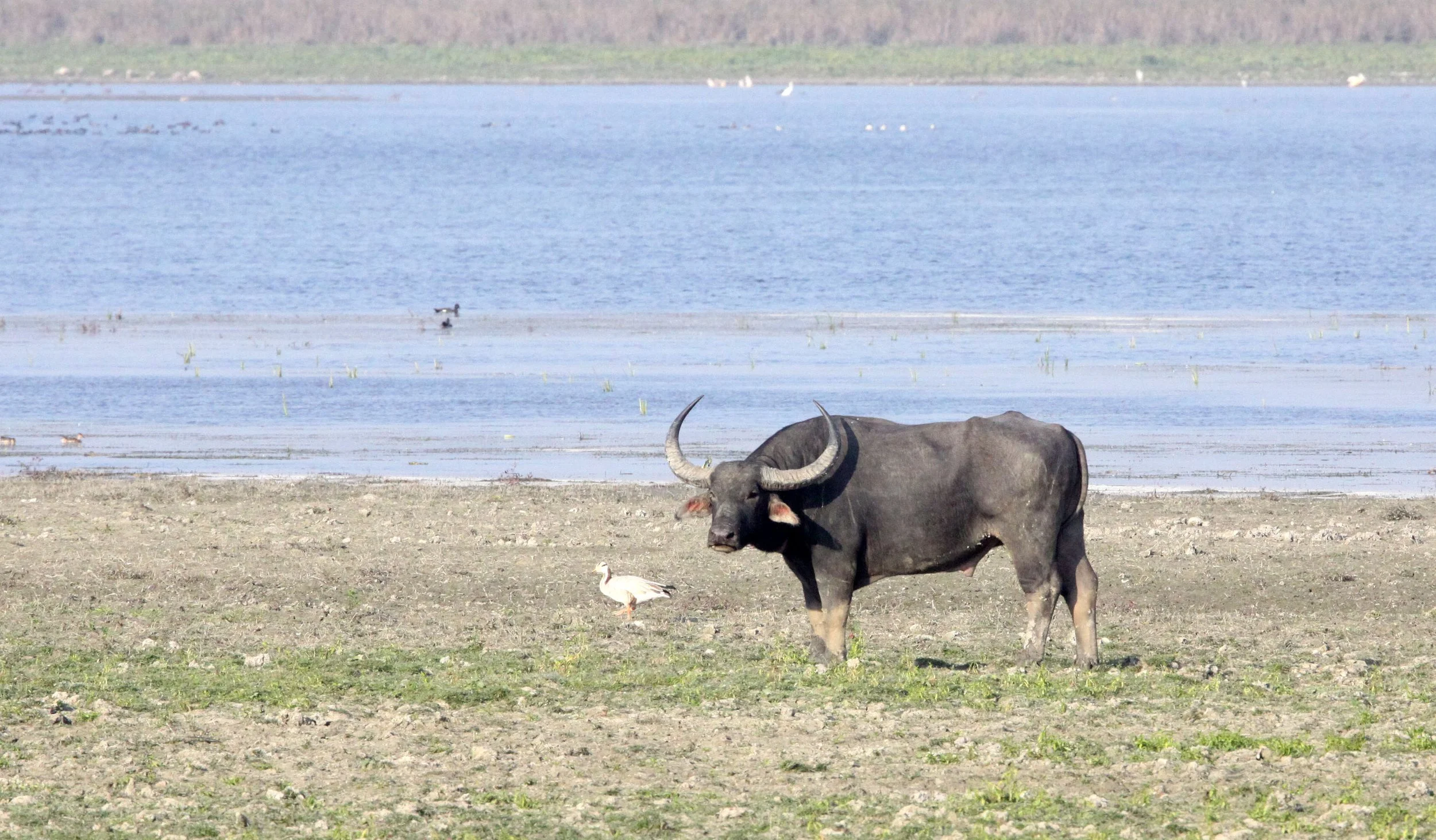 Genus Bubalus Water Buffalo — Coke Smith Wildlife