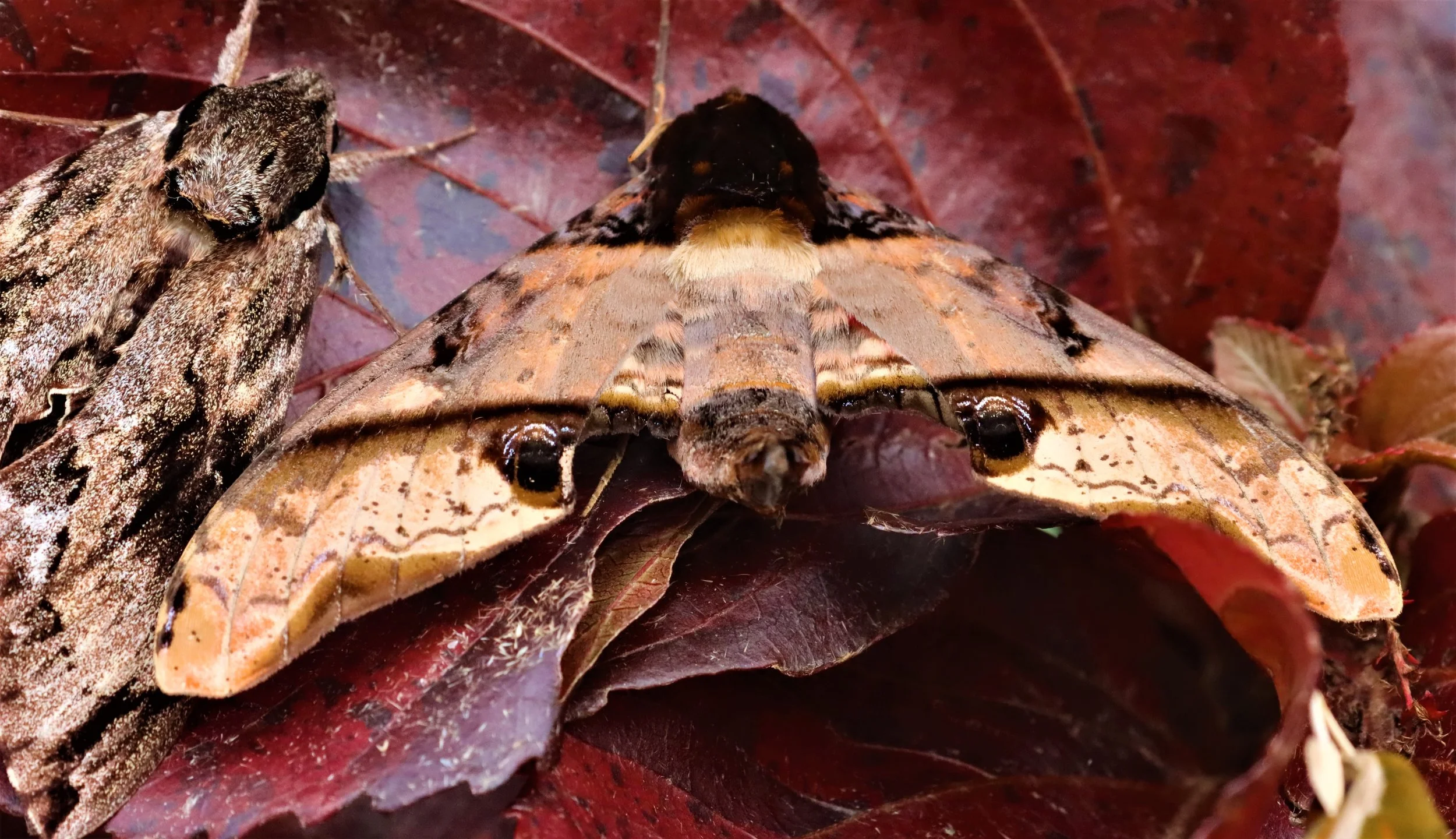 Family Saturniidae - Giant Silk Moths — Coke Smith Wildlife