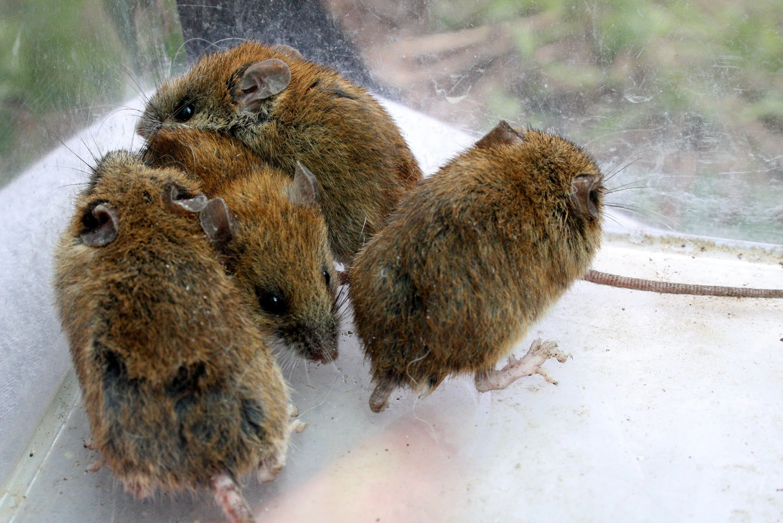 Genus Apodemus - Asian Field Mice — Coke Smith Wildlife