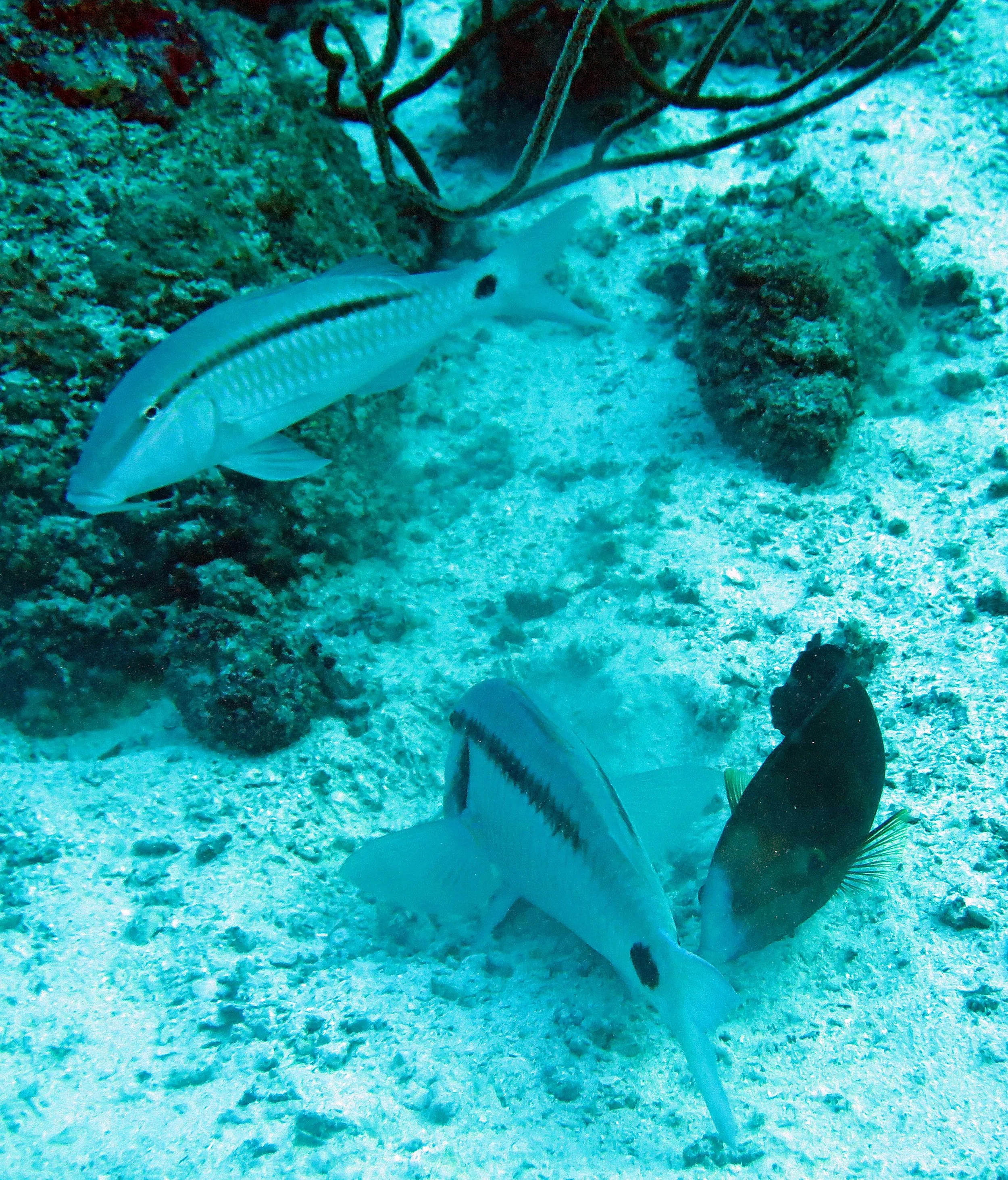 Family Mullidae - Goatfish — Coke Smith Wildlife