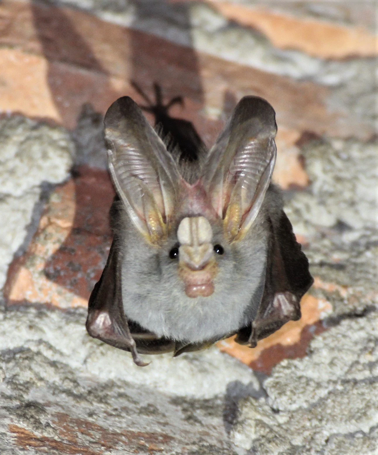 Genus Megaderma - False Vampire Bat — Coke Smith Wildlife