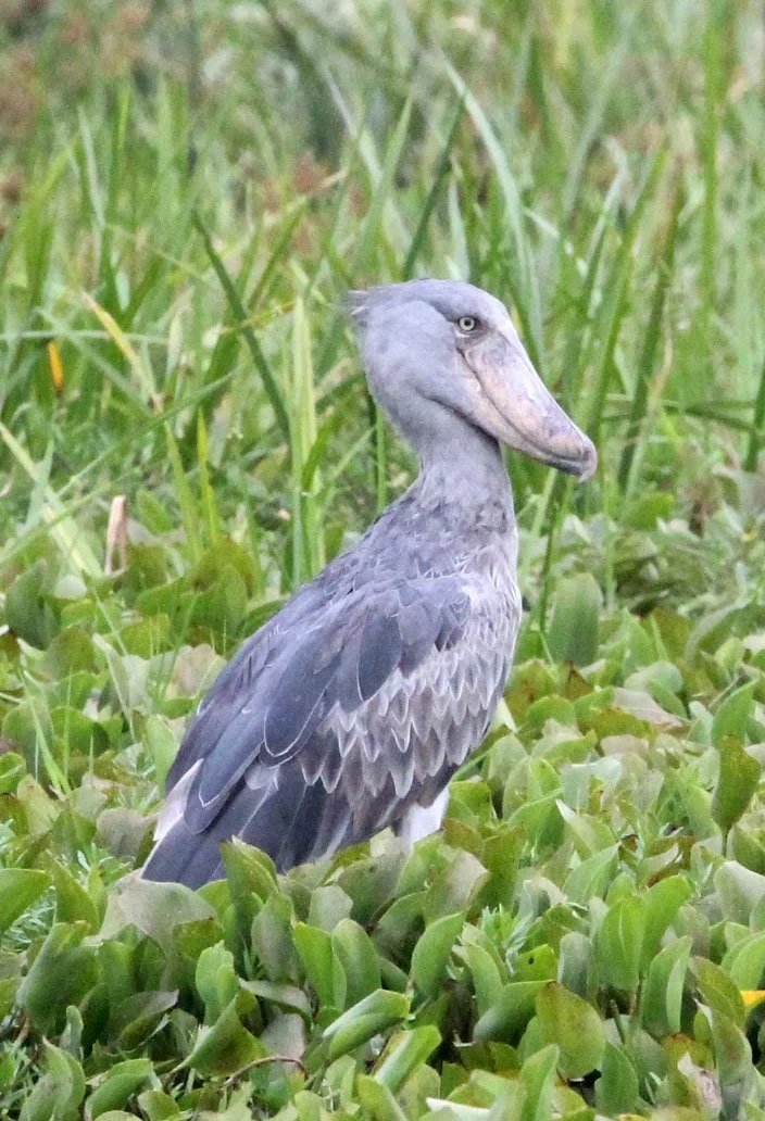 Shoebill (Balaeniceps rex) — Coke Smith Wildlife