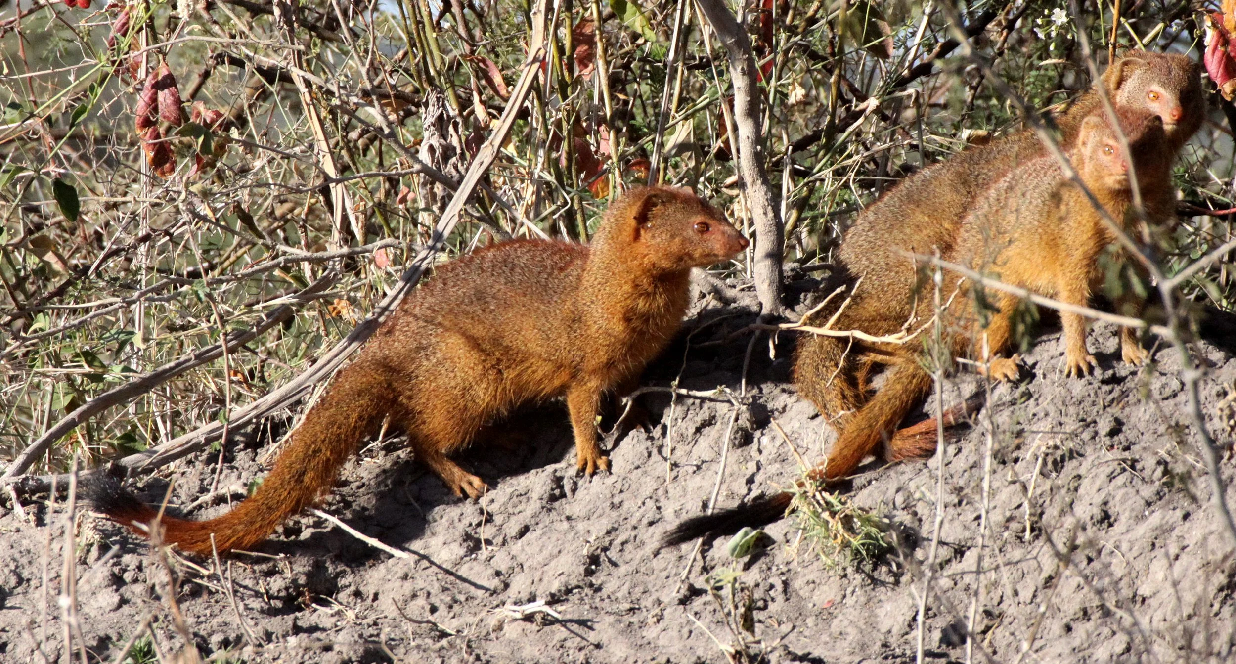 Herpestes sanguinea - Slender Mongoose — Coke Smith Wildlife