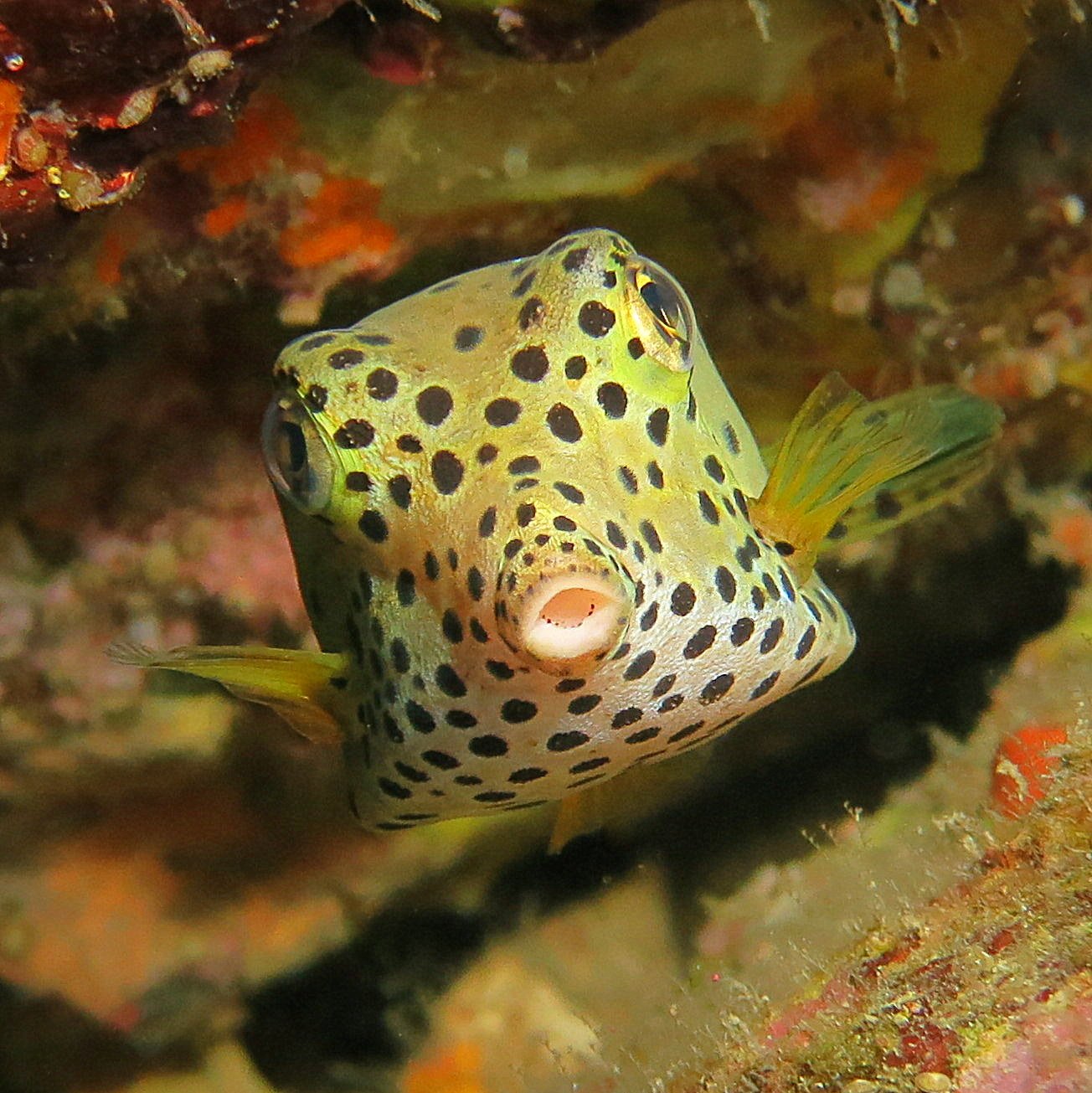 Marine & Freshwater Fish — Coke Smith Wildlife