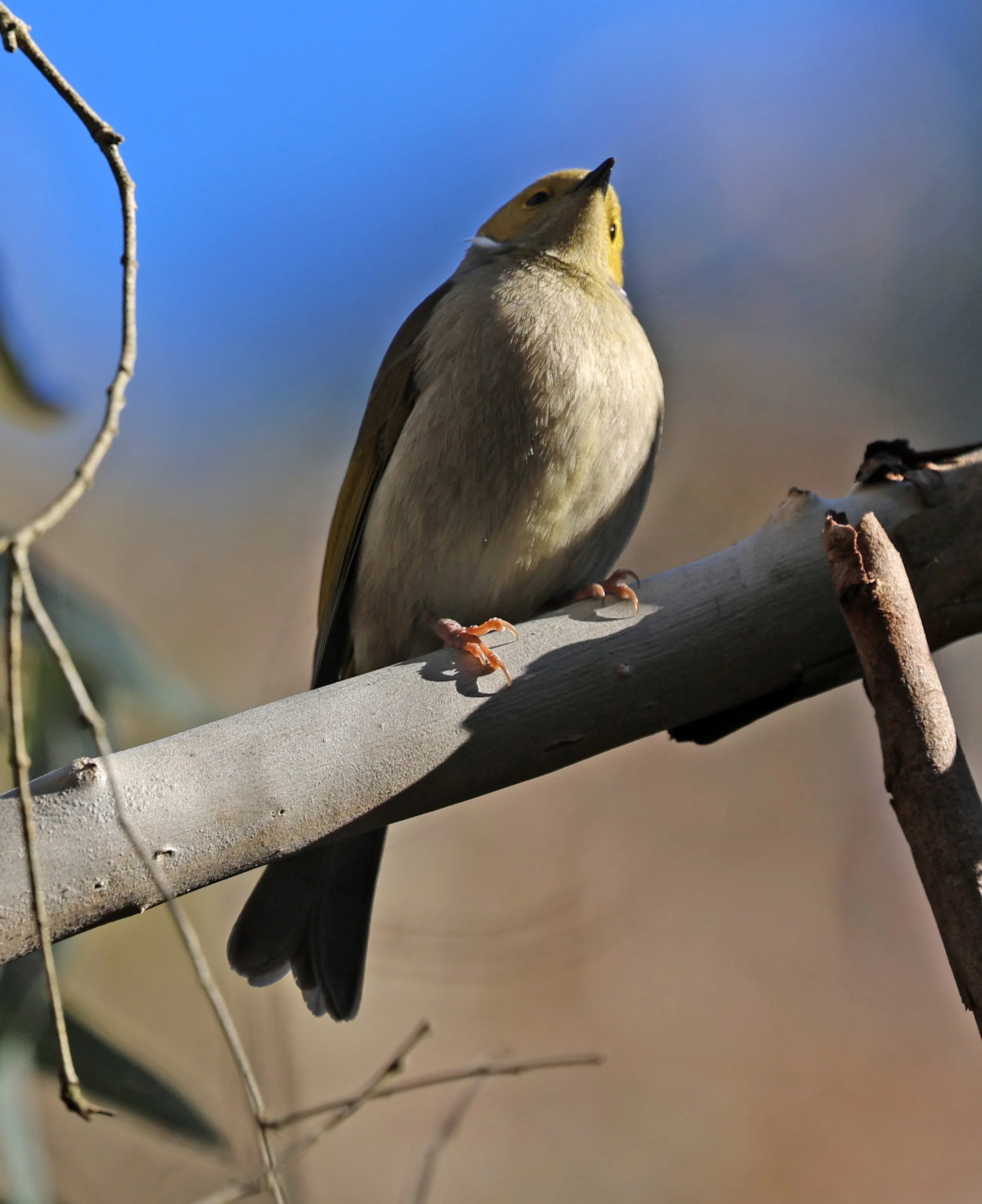 White-plumed Honeyeater (Ptilotula penicillata) Laratinga Wetlands ...