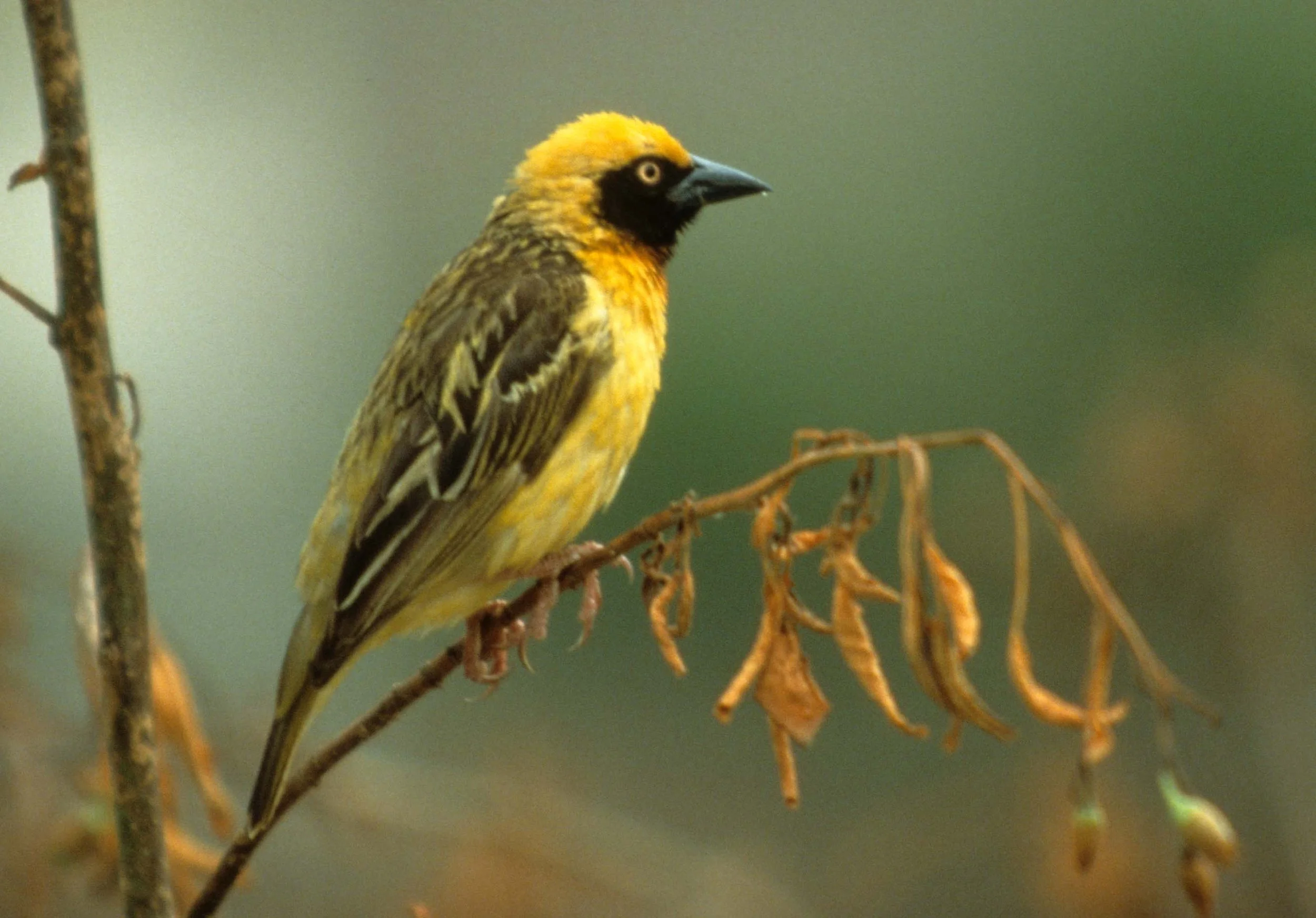 Fox's Weaver (Ploceus spekeoides) Queen Elizabeth NP, Uganda — Coke Smith Wildlife