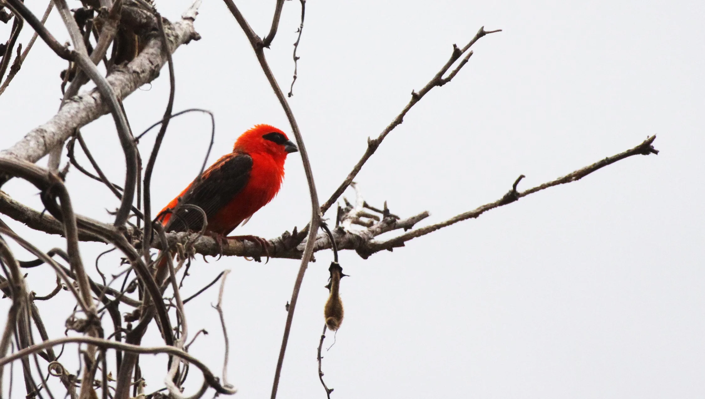 Red Fody (Foudia madagascariensis) Ankarana NP Madagascar — Coke Smith ...