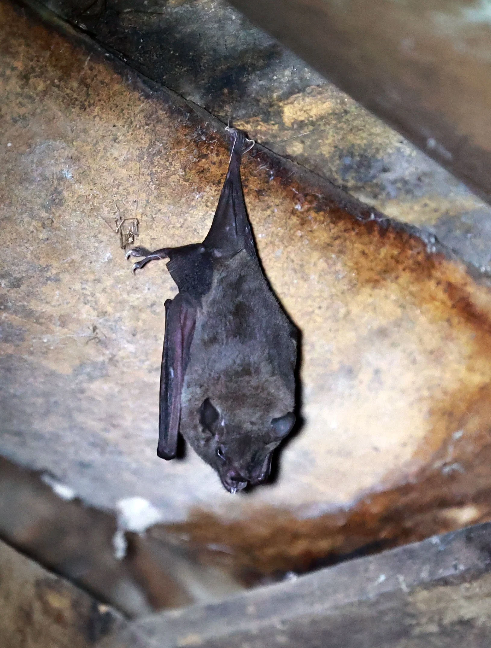 Pallas's Long-tongued Bat (Glossophaga soricina) — Coke Smith Wildlife