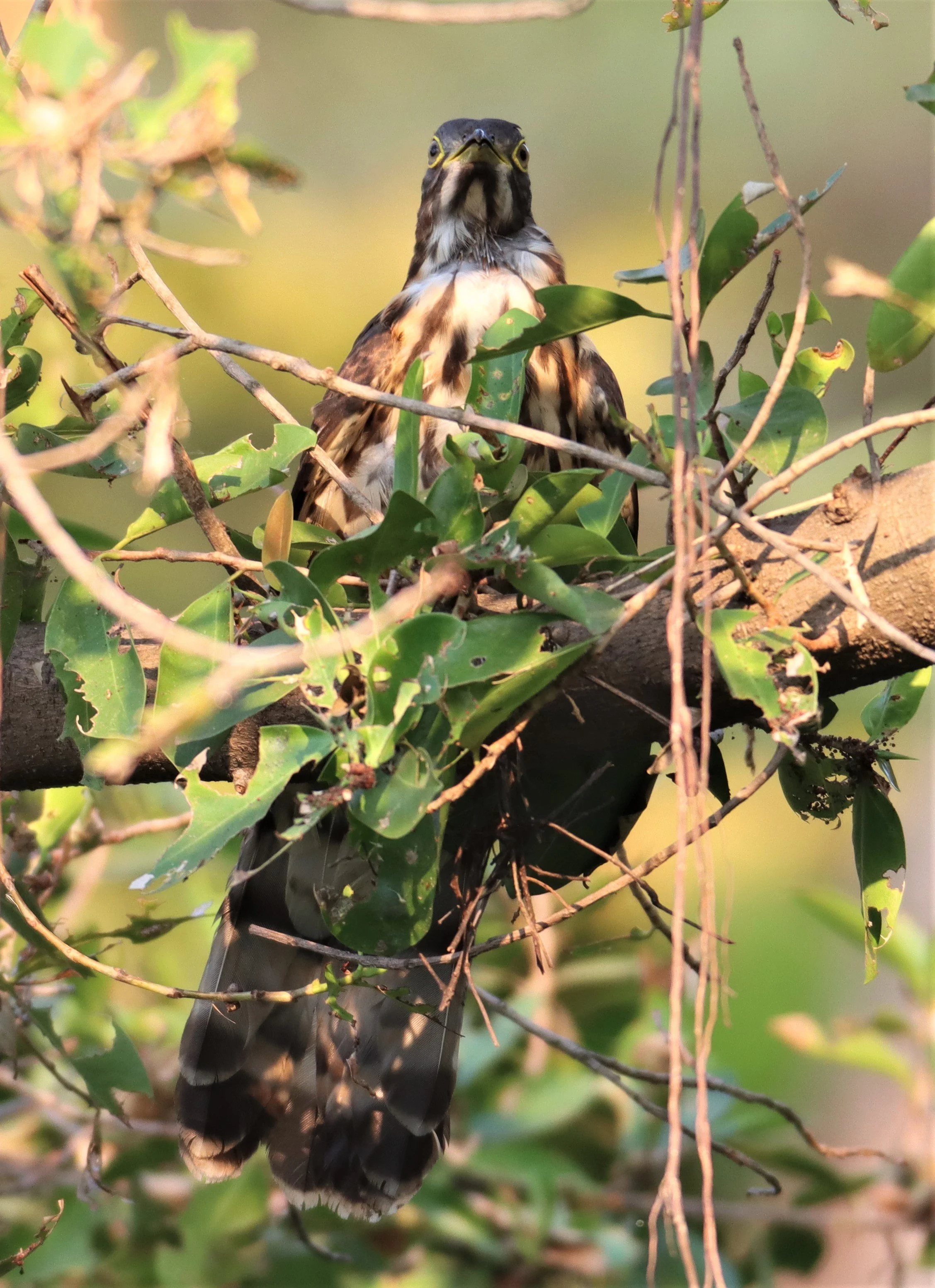 Genus Hierococcyx Hawk-cuckoo — Coke Smith Wildlife