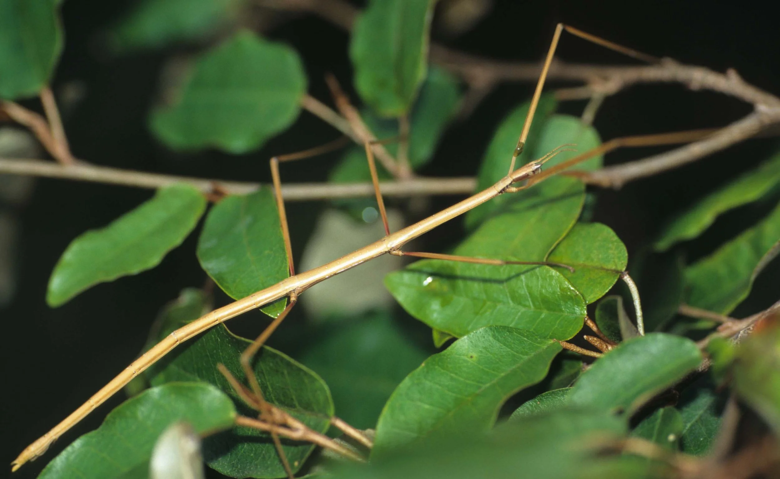 Order Phasmatodea - Walking Sticks — Coke Smith Wildlife