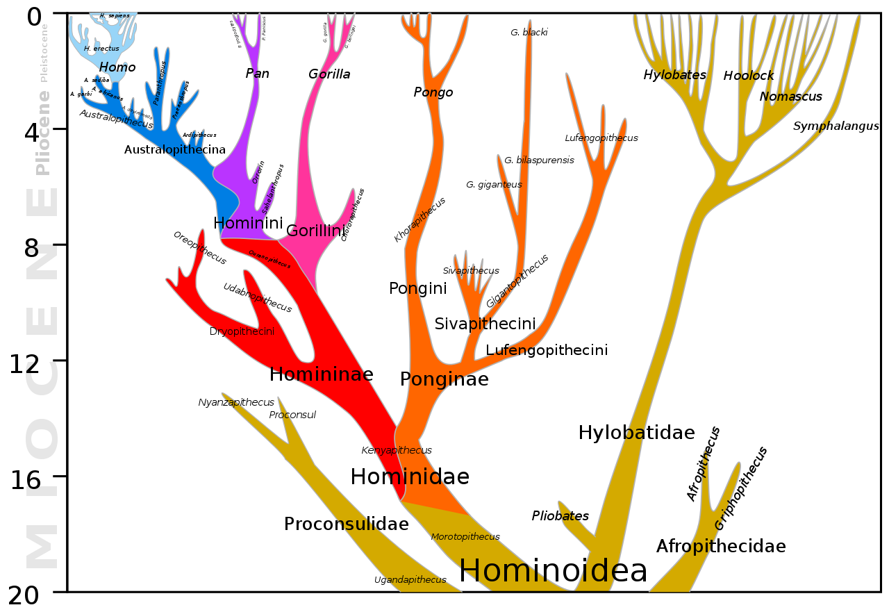 Order Primates — Coke Smith Wildlife