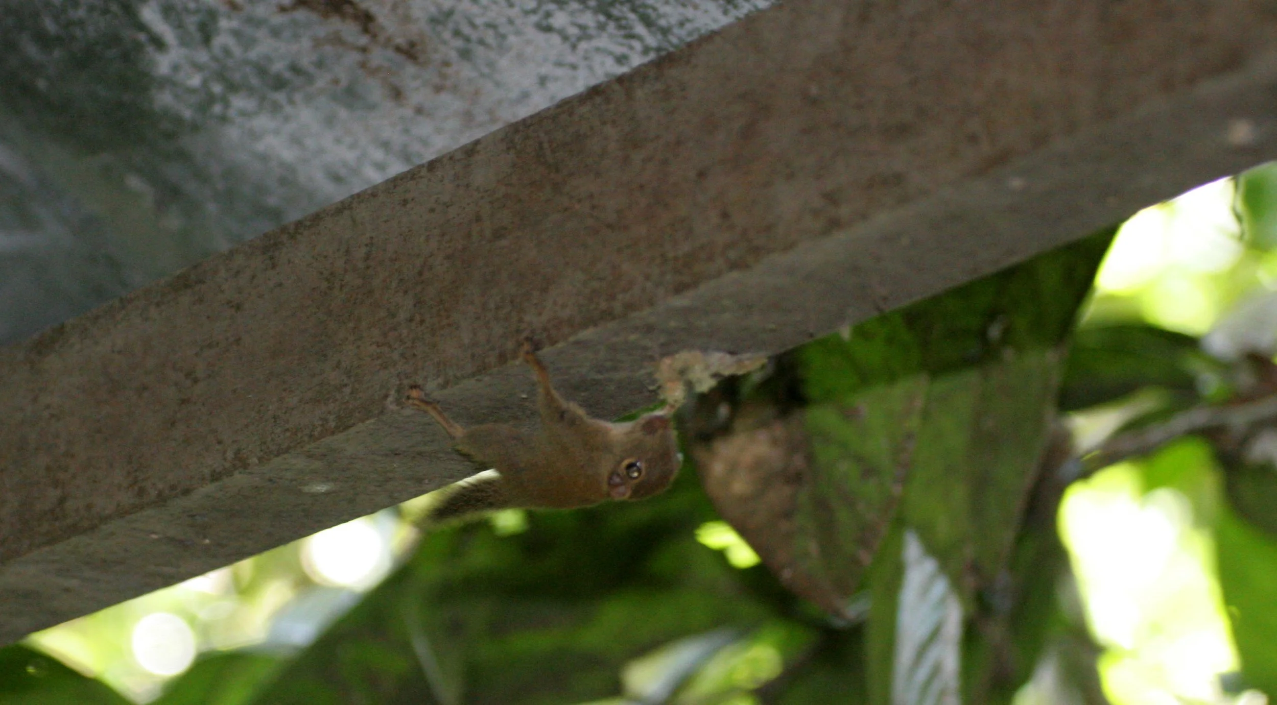 Exilisciurus exilis - Plain Pygmy Squirrel — Coke Smith Wildlife