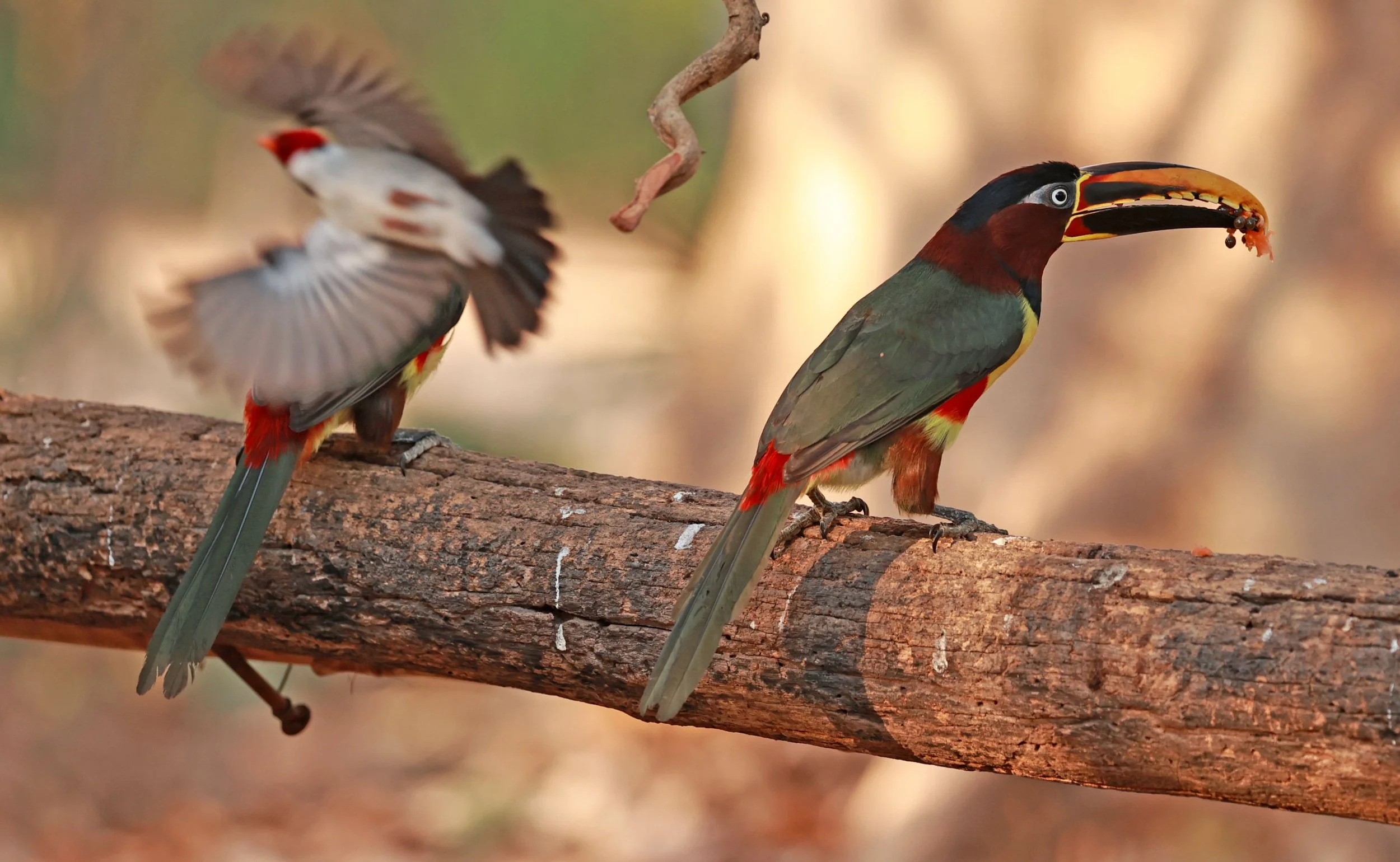 Birds of the Northern Pantanal — Coke Smith Wildlife