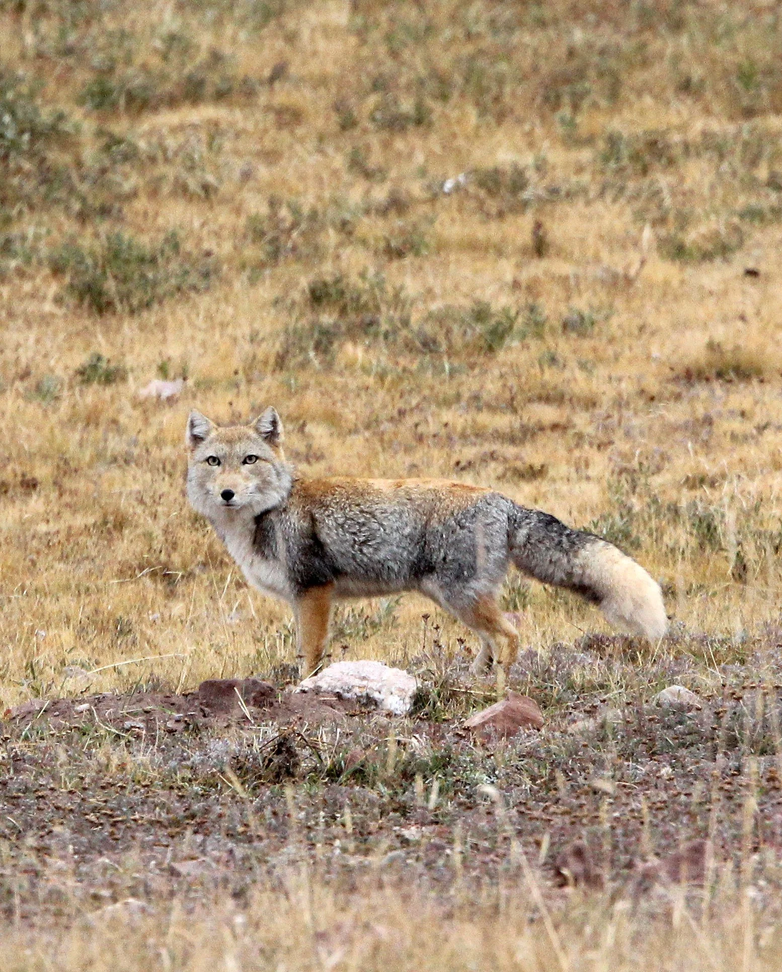Vulpes ferrilata Tibetan Fox — Coke Smith Wildlife