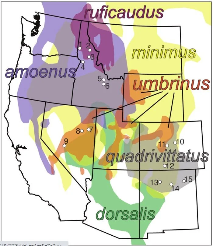 Genus Neotamias Western Chipmunks — Coke Smith Wildlife
