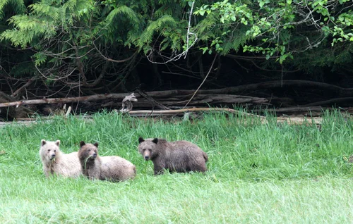 Family Ursidae Bears — Coke Smith Wildlife