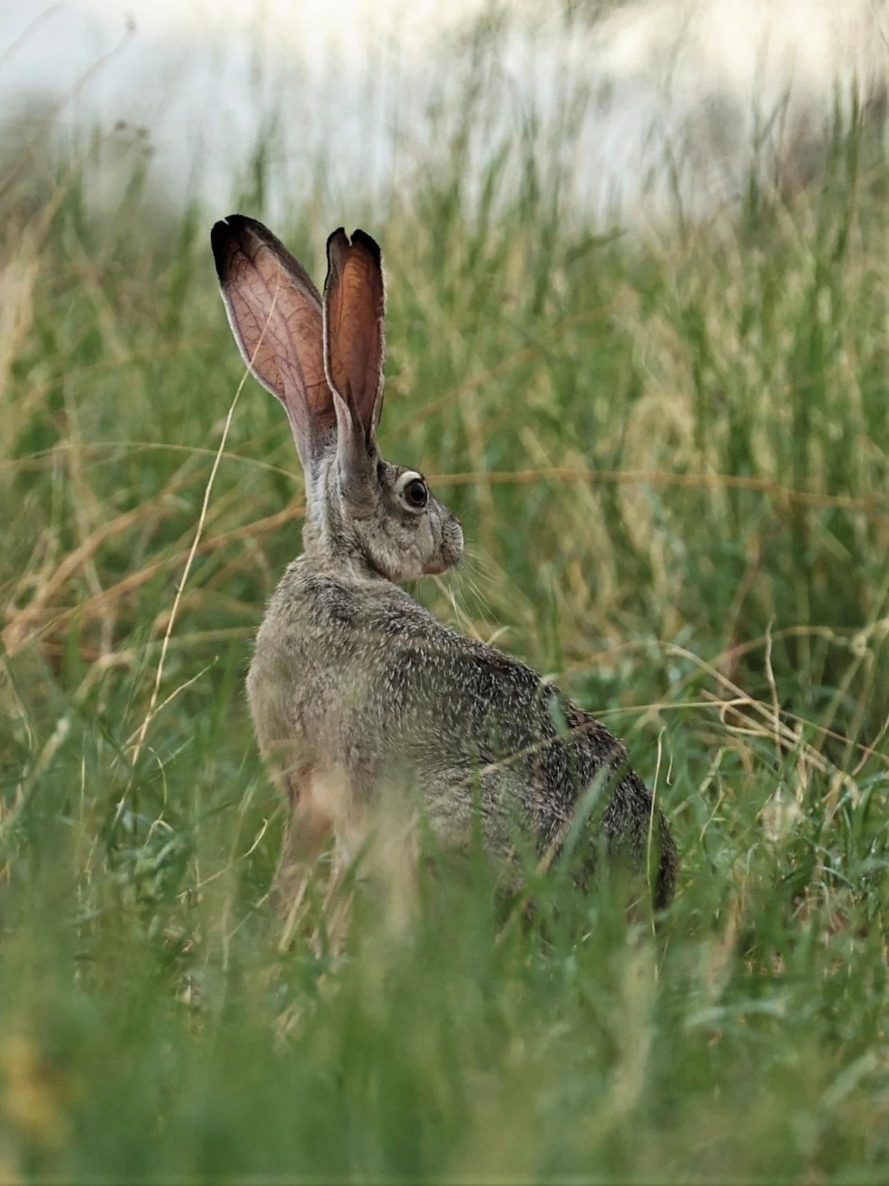 Genus Lepus Rabbits & Hares — Coke Smith Wildlife