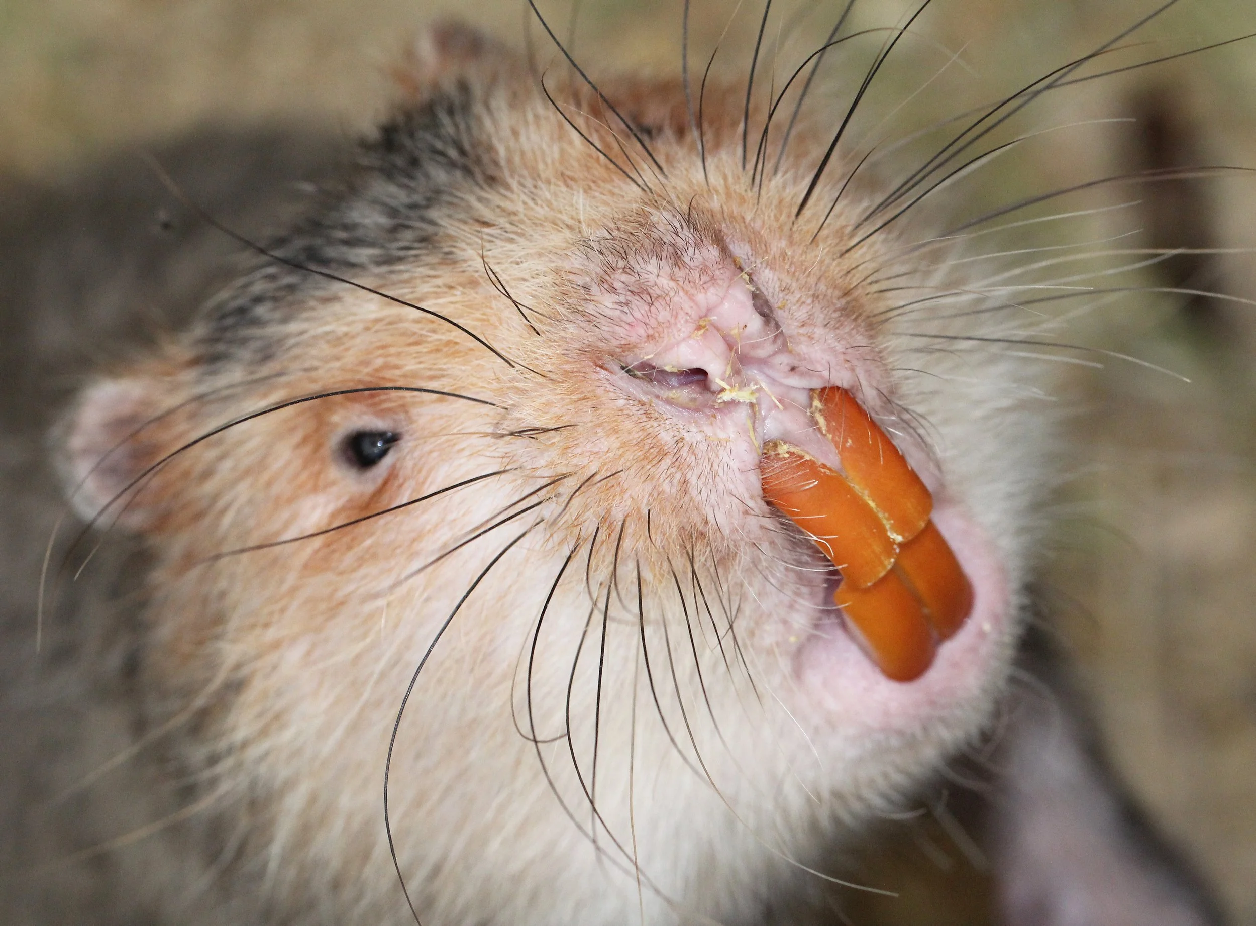 Genus Rhizomys - Bamboo Rats — Coke Smith Wildlife