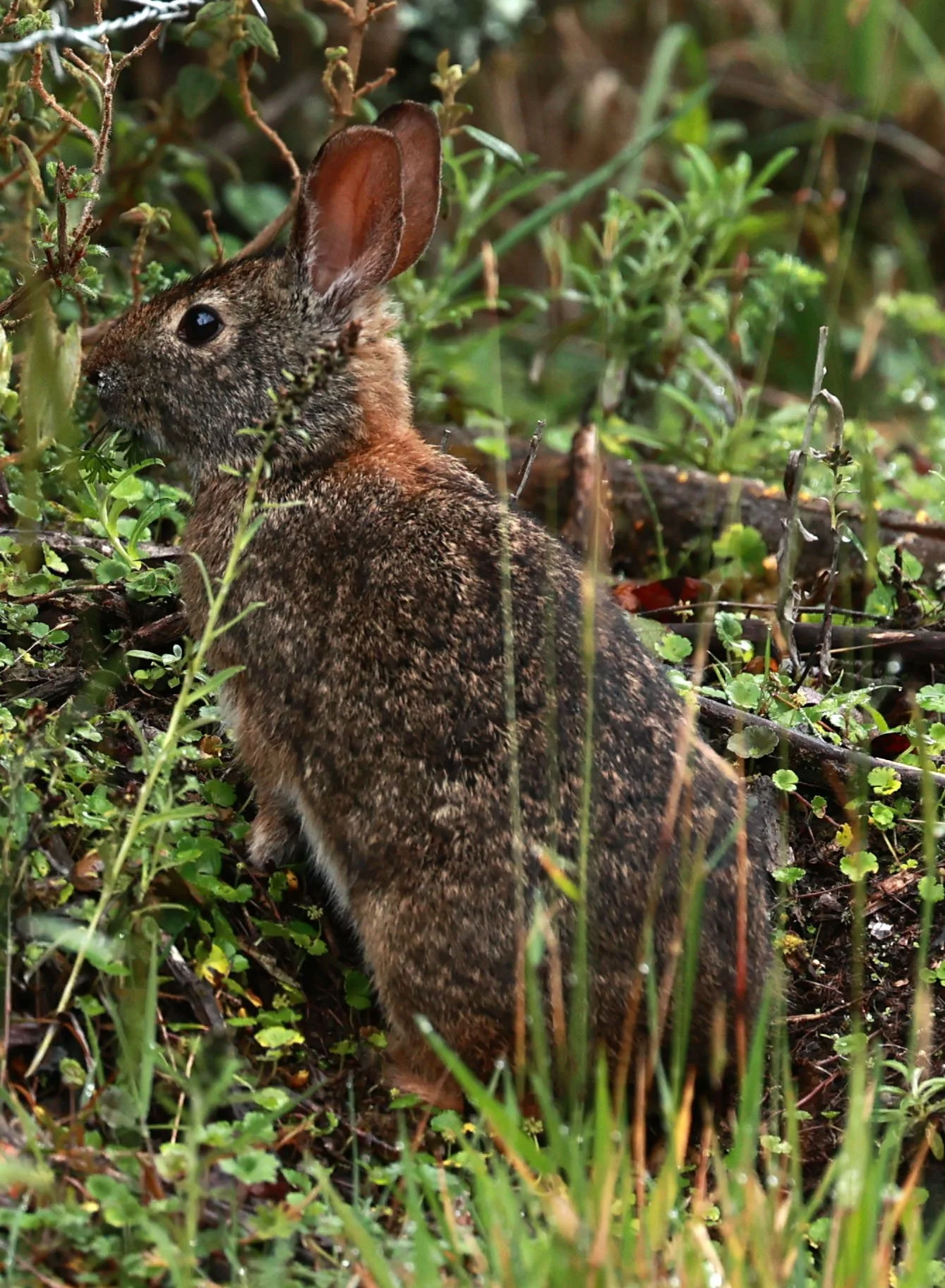 Genus Sylvilagus - Common & Andean Tapeti — Coke Smith Wildlife