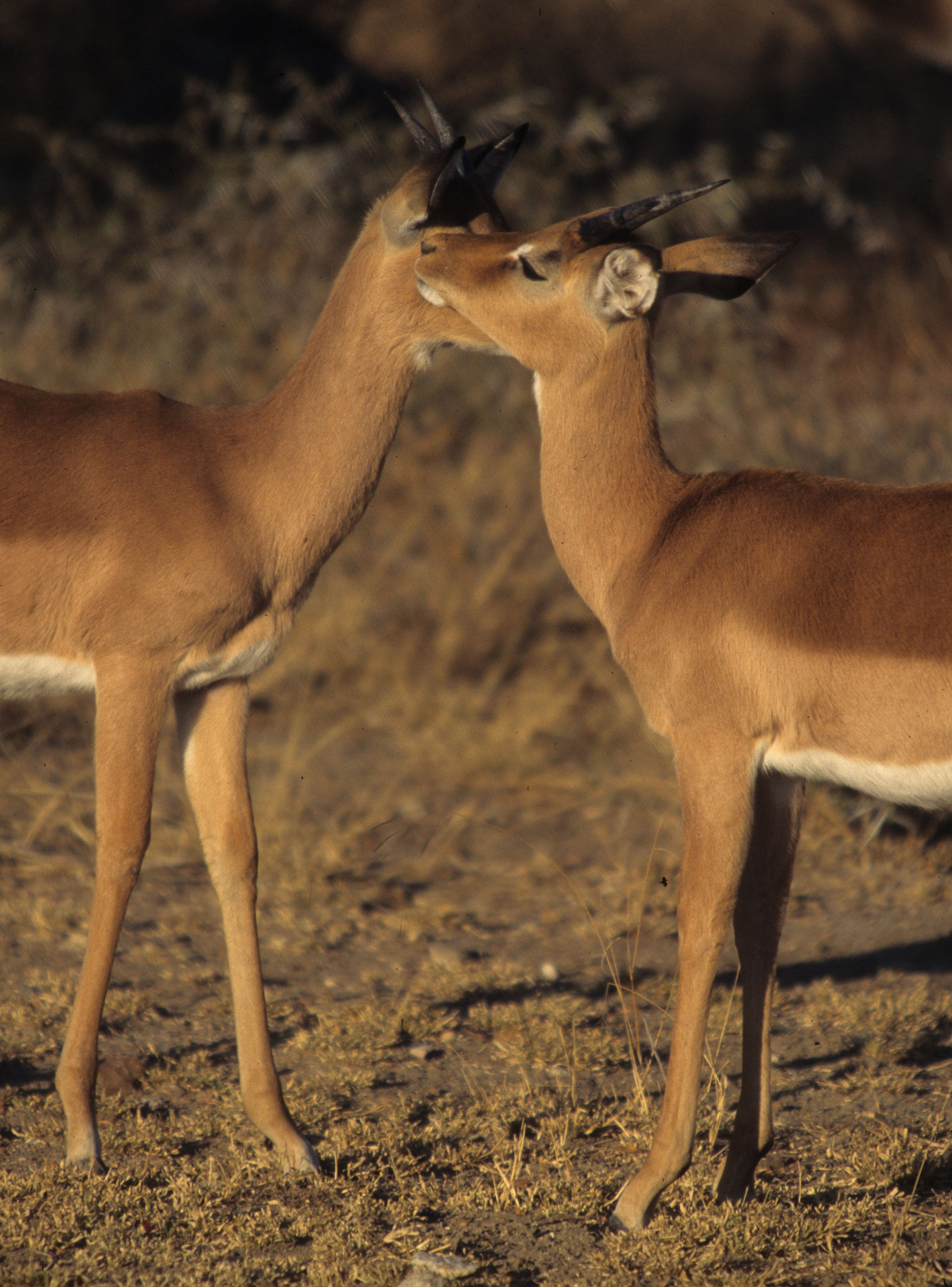 Aepyceros melampus Impala — Coke Smith Wildlife