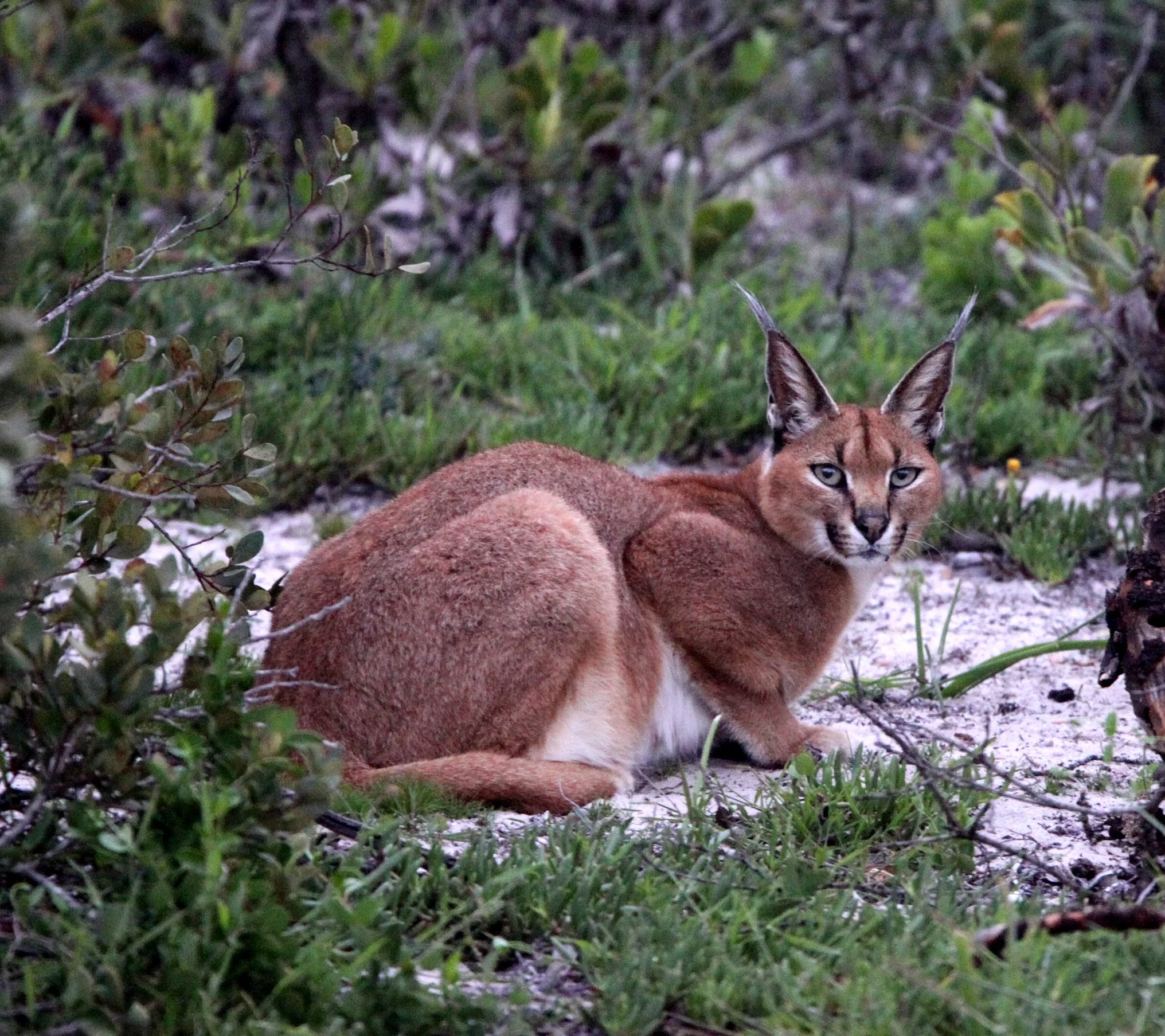Caracal caracal — Coke Smith Wildlife