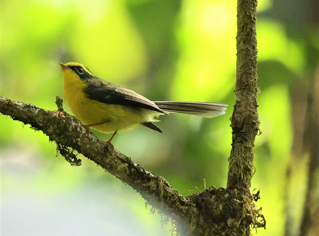 Yellow-bellied Fantail (Chelidorhynx hypoxanthus) — Coke Smith Wildlife