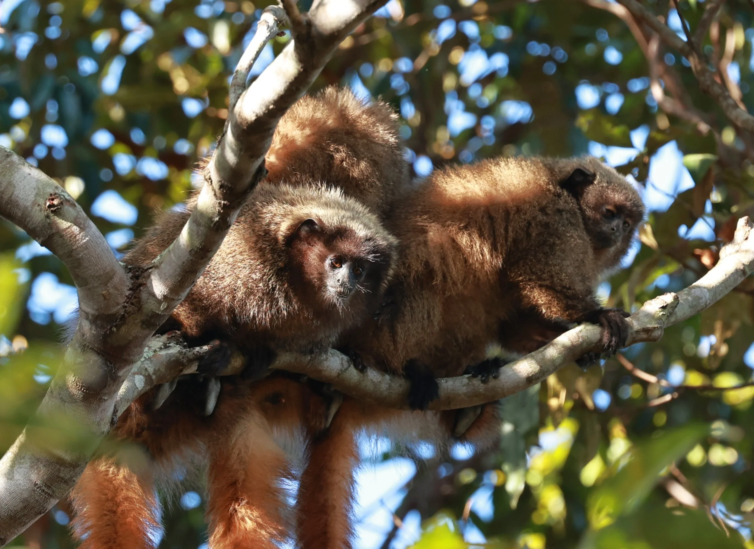 Black-fronted Titi Monkey (Callicebus nigrifrons) — Coke Smith Wildlife