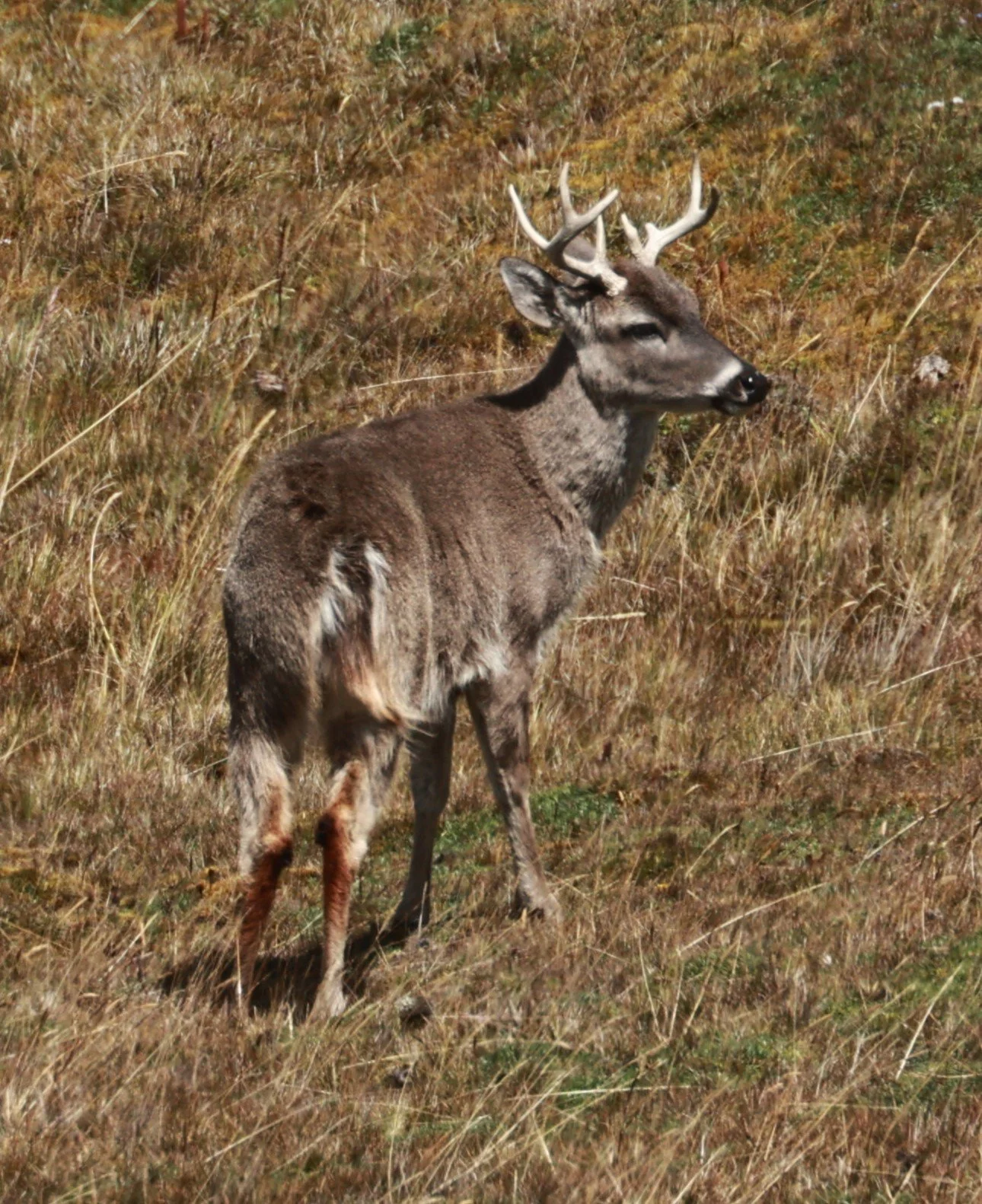 White-tailed Deer (Odocoileus virginianus) — Coke Smith Wildlife