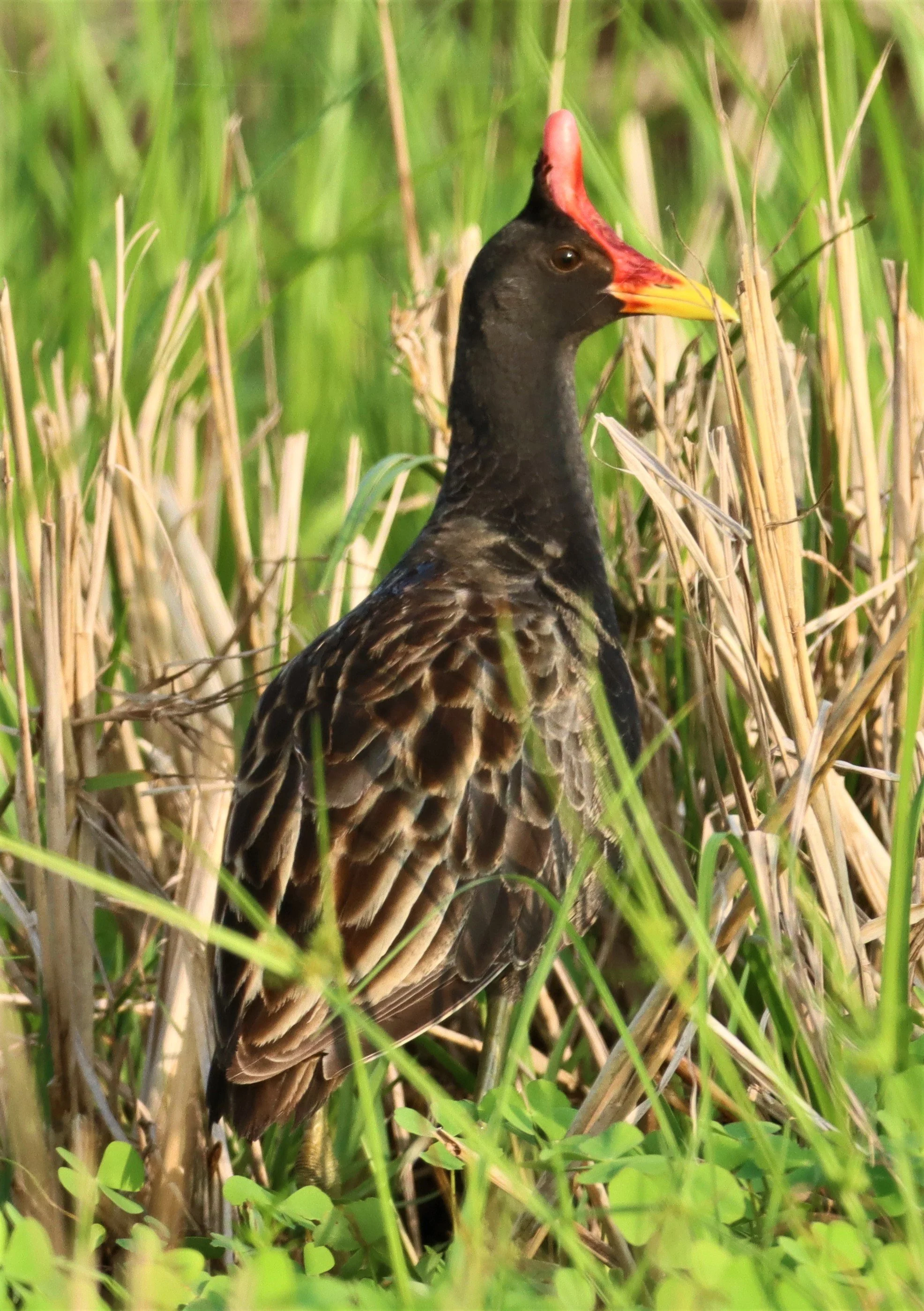 Watercock (Gallicrex cinerea) Thap Yao Rice Fields Lat Krabang Bangkok ...