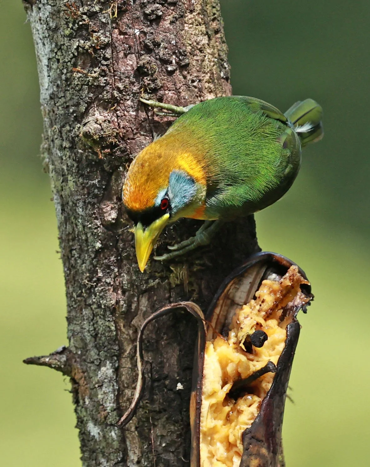 Birds of Mindo, Ecuador — Coke Smith Wildlife