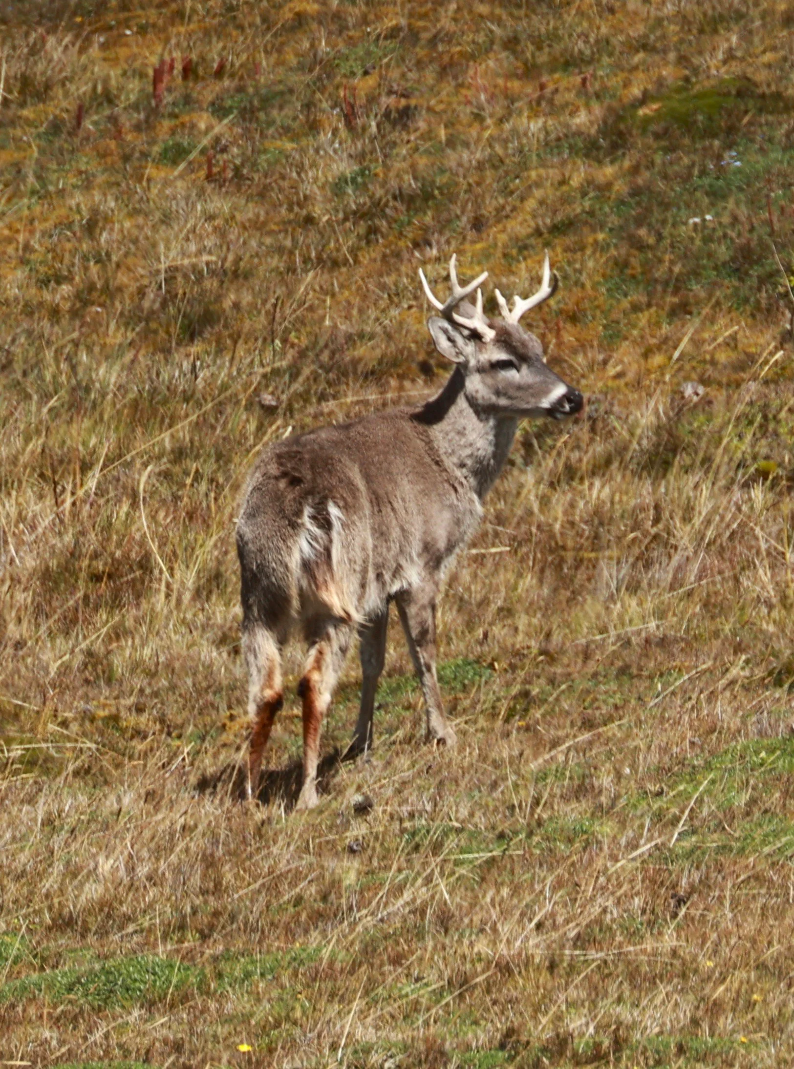 White-tailed Deer (Odocoileus virginianus) — Coke Smith Wildlife