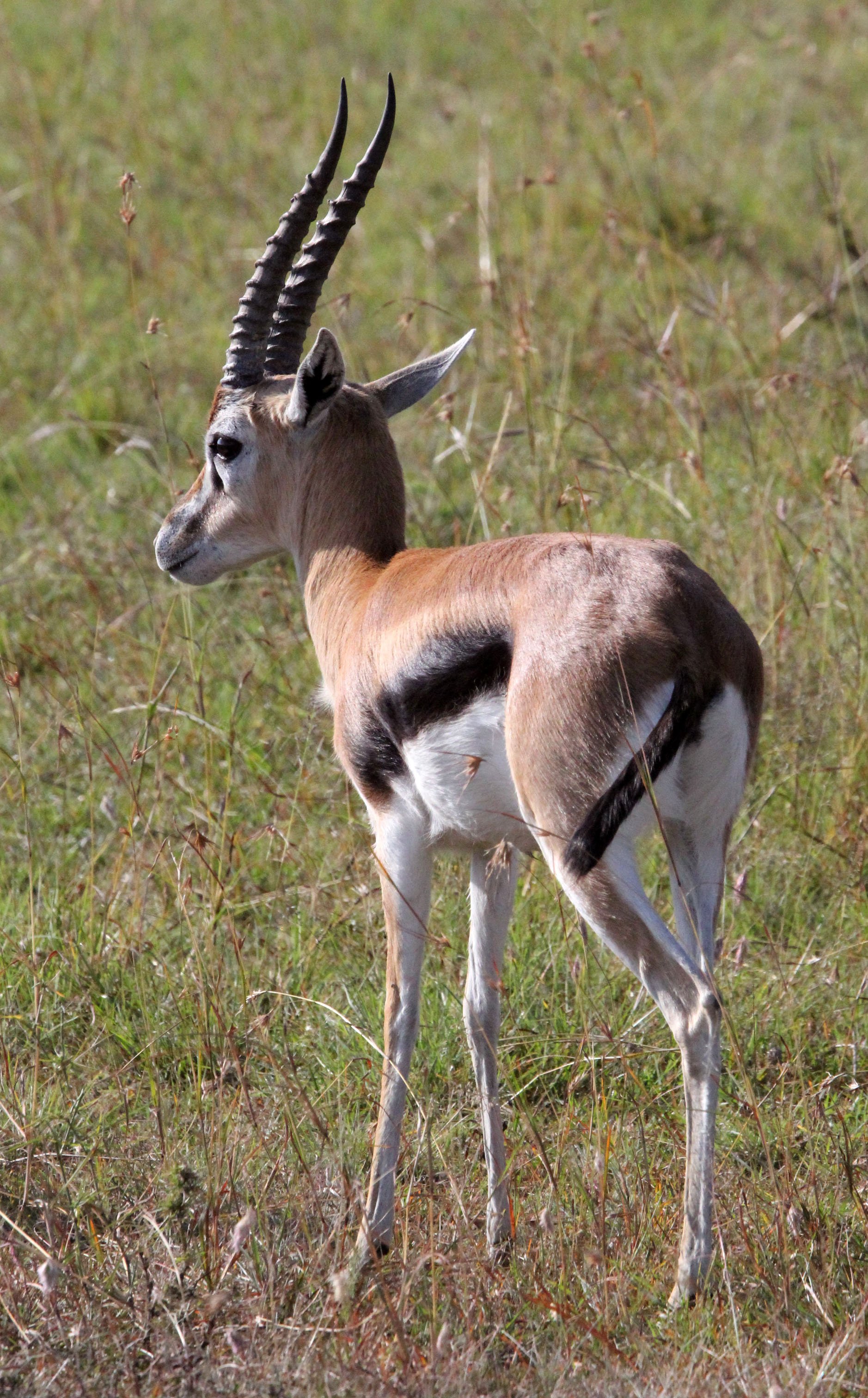 Genus Eudorcas Gazelles — Coke Smith Wildlife
