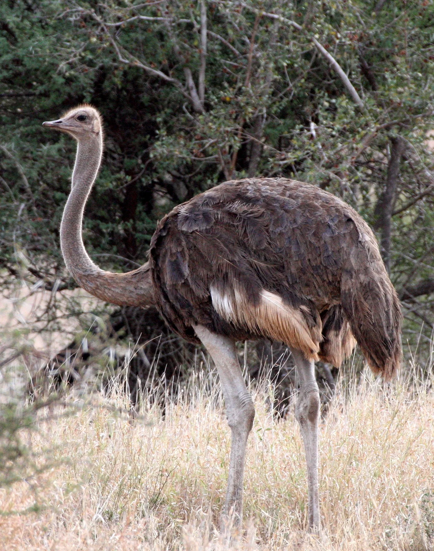 South African Ostrich (Struthio camelus australis) — Coke Smith Wildlife