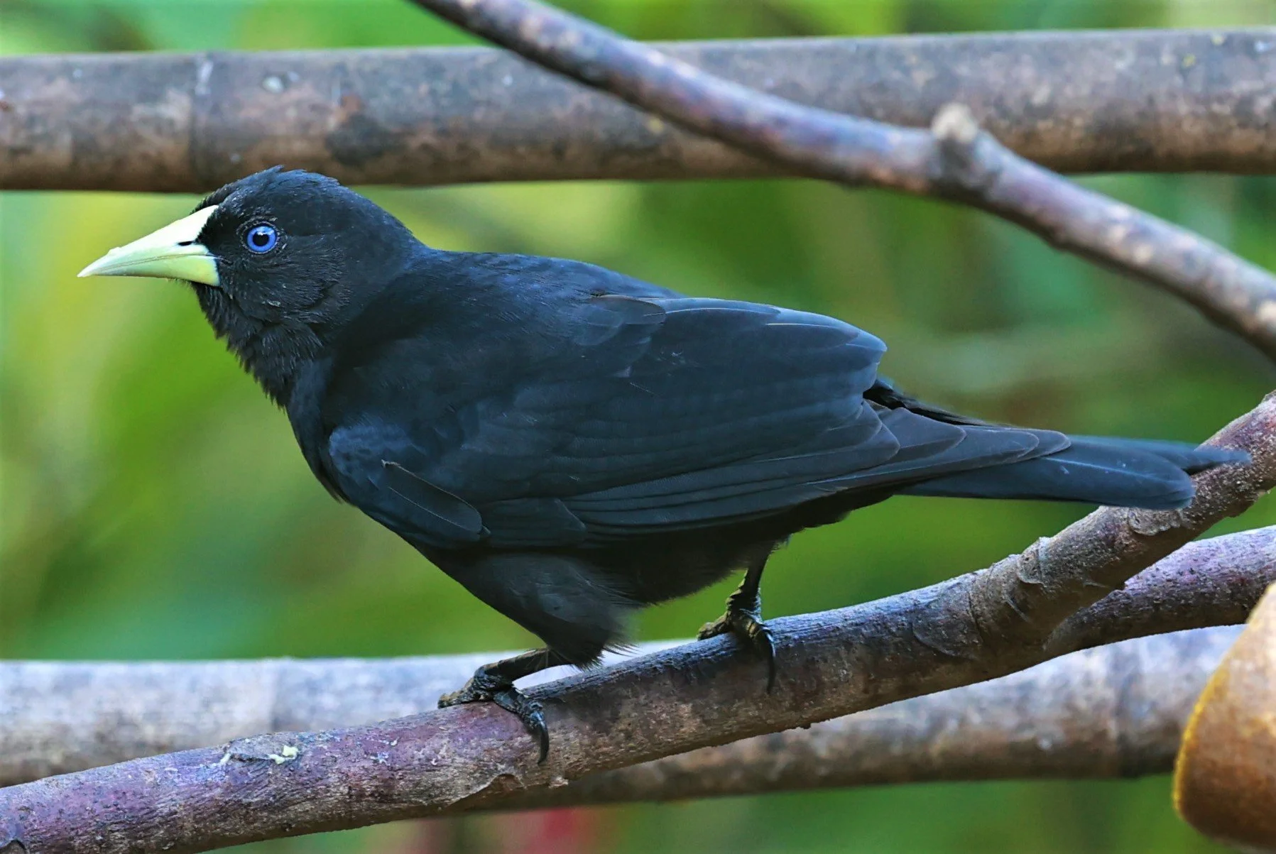Genus Cacicus Caciques — Coke Smith Wildlife