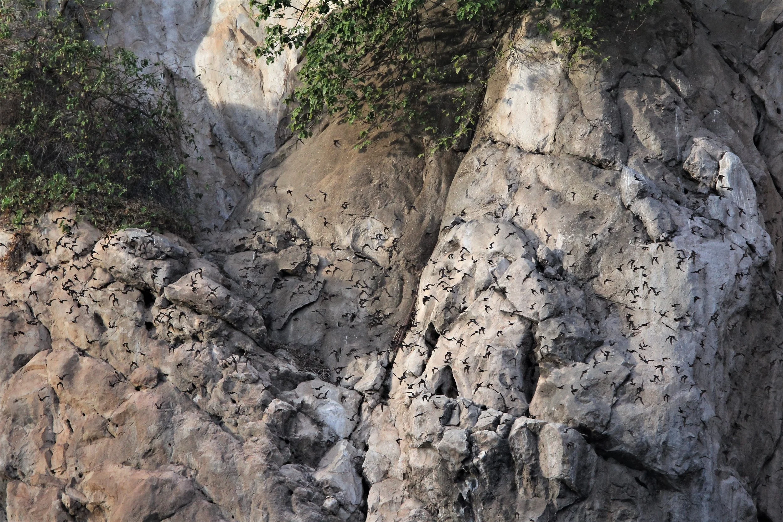 Chaerephon plicatus - Asian Wrinkle-lipped Bat — Coke Smith Wildlife