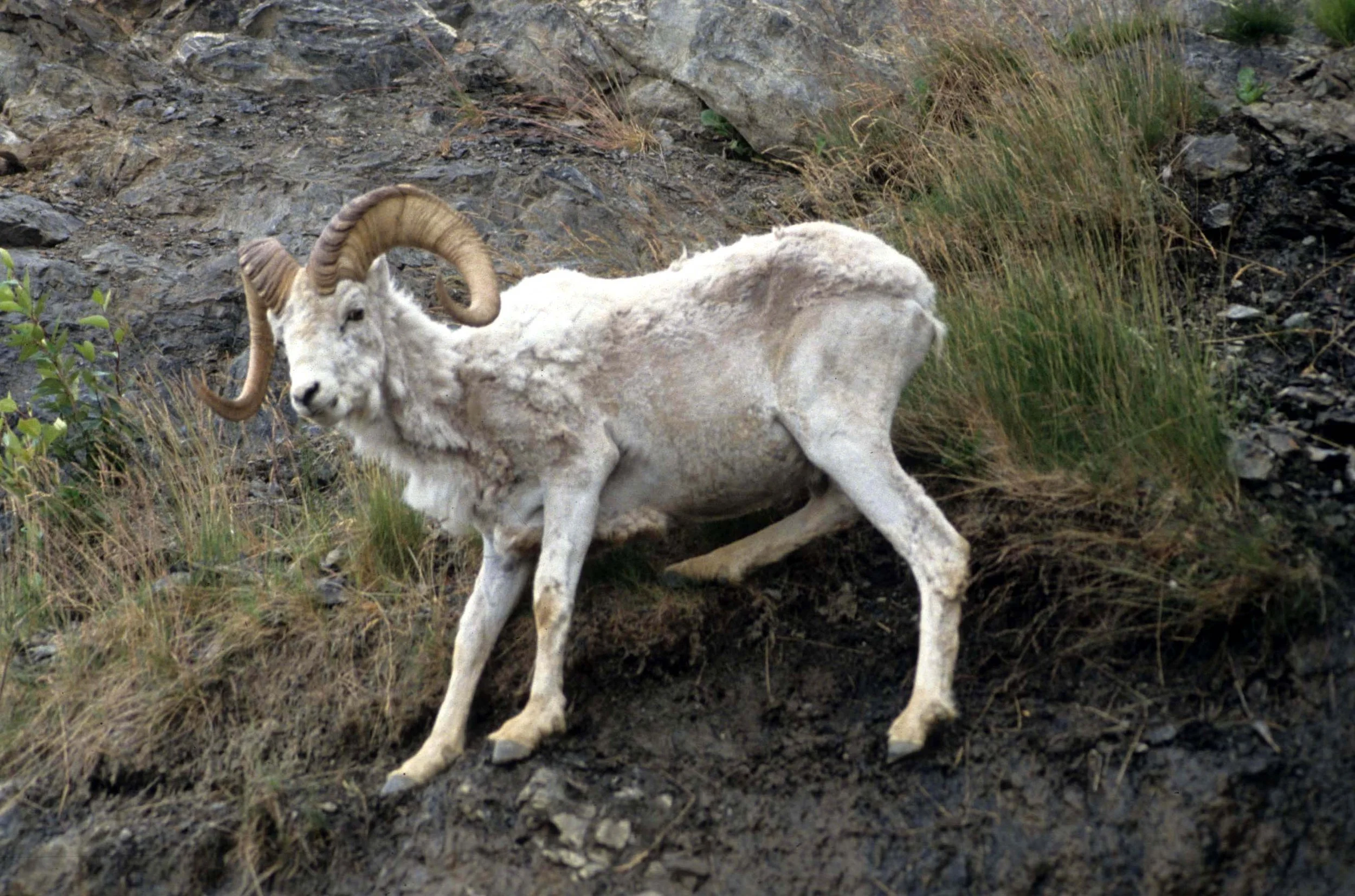 Genus Ovis Bighorn Sheep — Coke Smith Wildlife