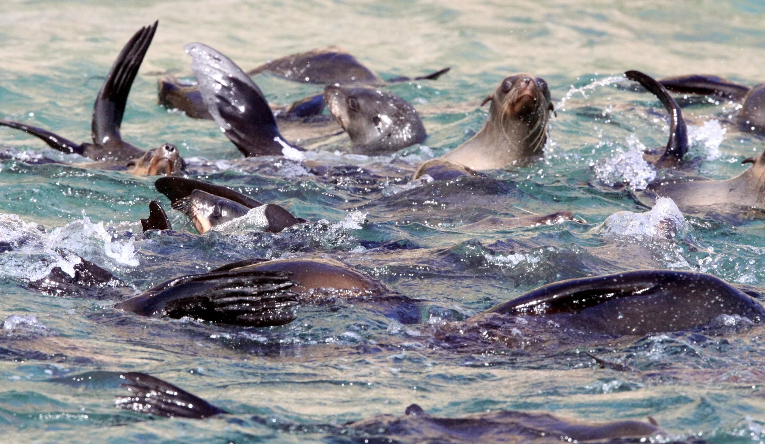 Genus Arctocephalus Fur Seals — Coke Smith Wildlife