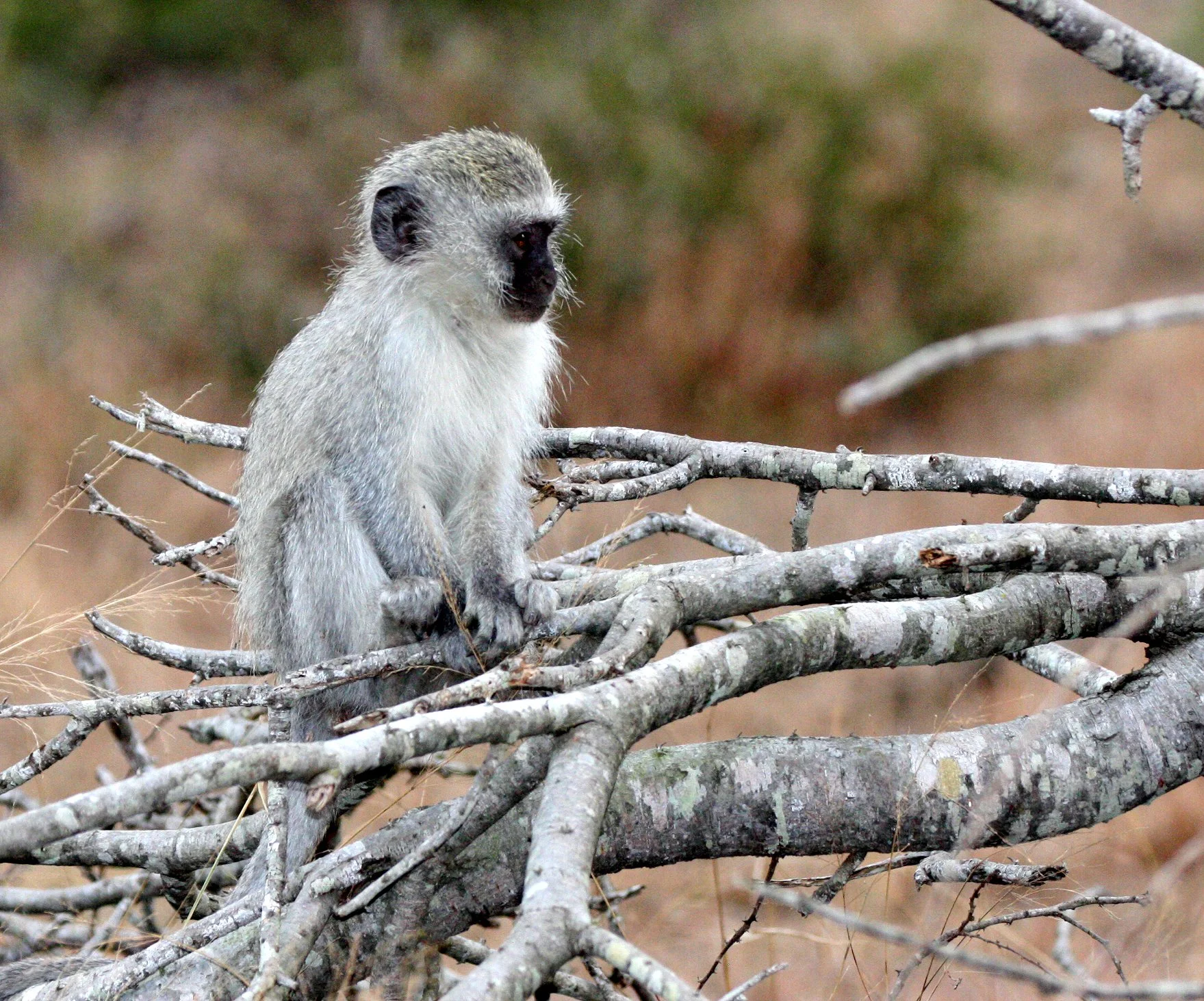 Chlorocebus pygerythrus Vervet Monkey — Coke Smith Wildlife