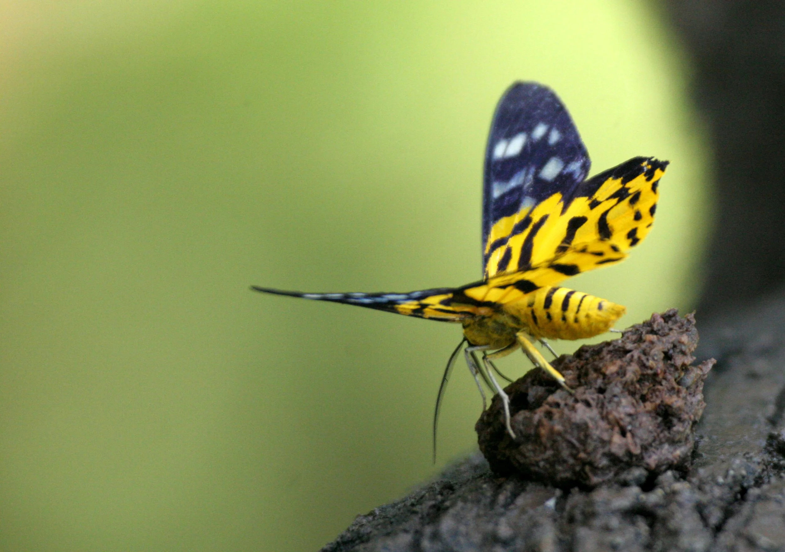 Family Geometridae - Geometer Moths — Coke Smith Wildlife