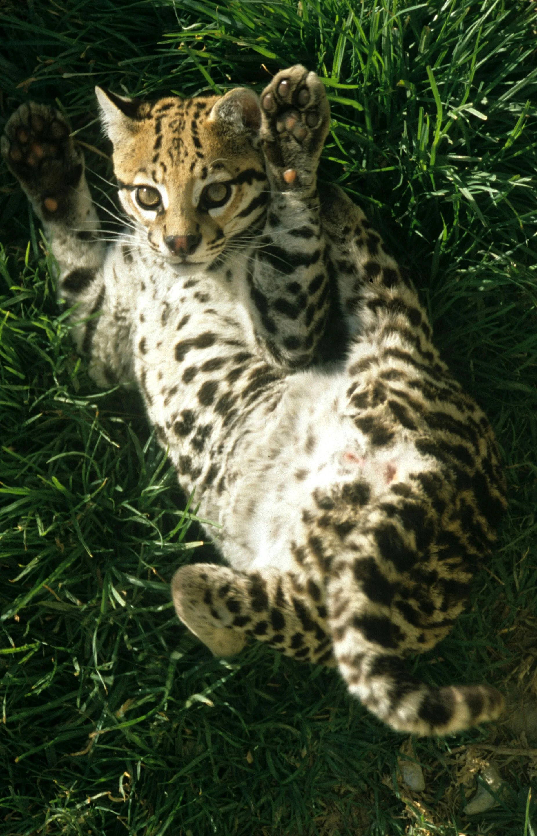 Genus Leopardus Ocelots & Margay — Coke Smith Wildlife