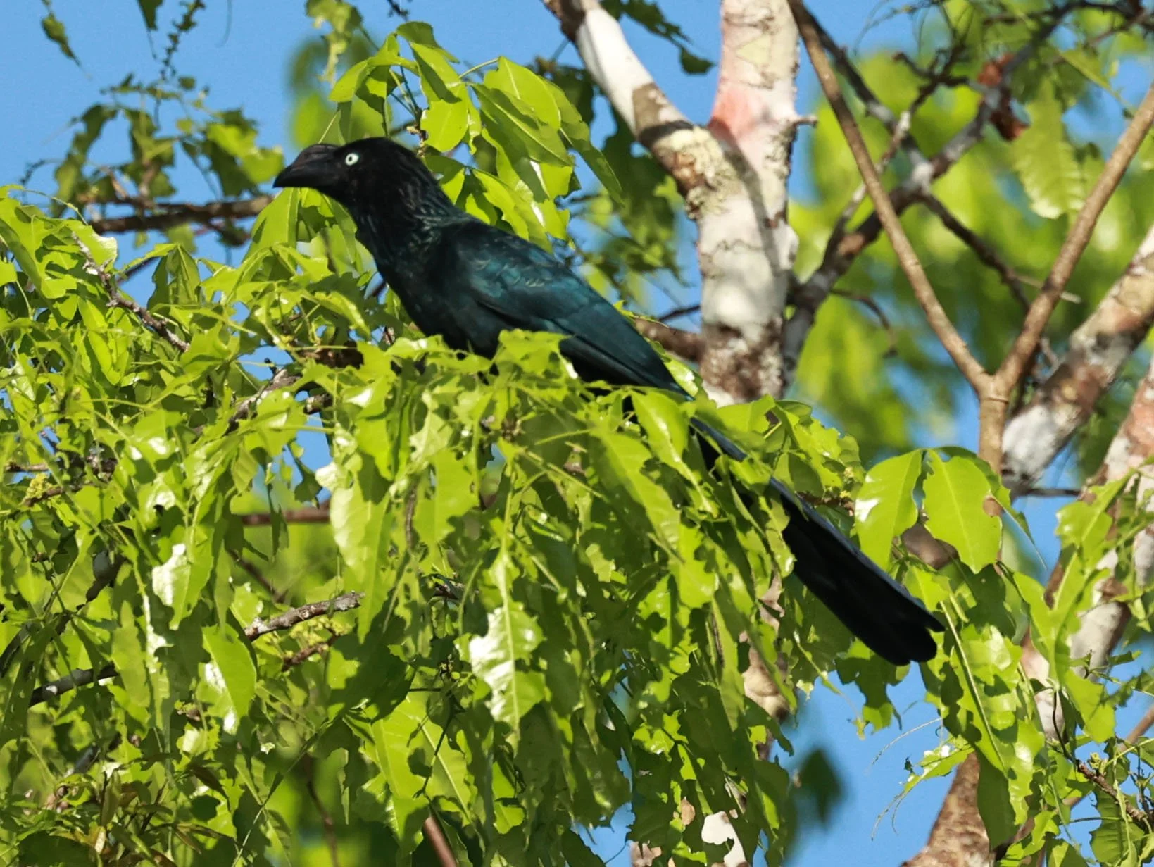Birds of Manaus & Rio Ariau & Rio Negro, Brazil — Coke Smith Wildlife