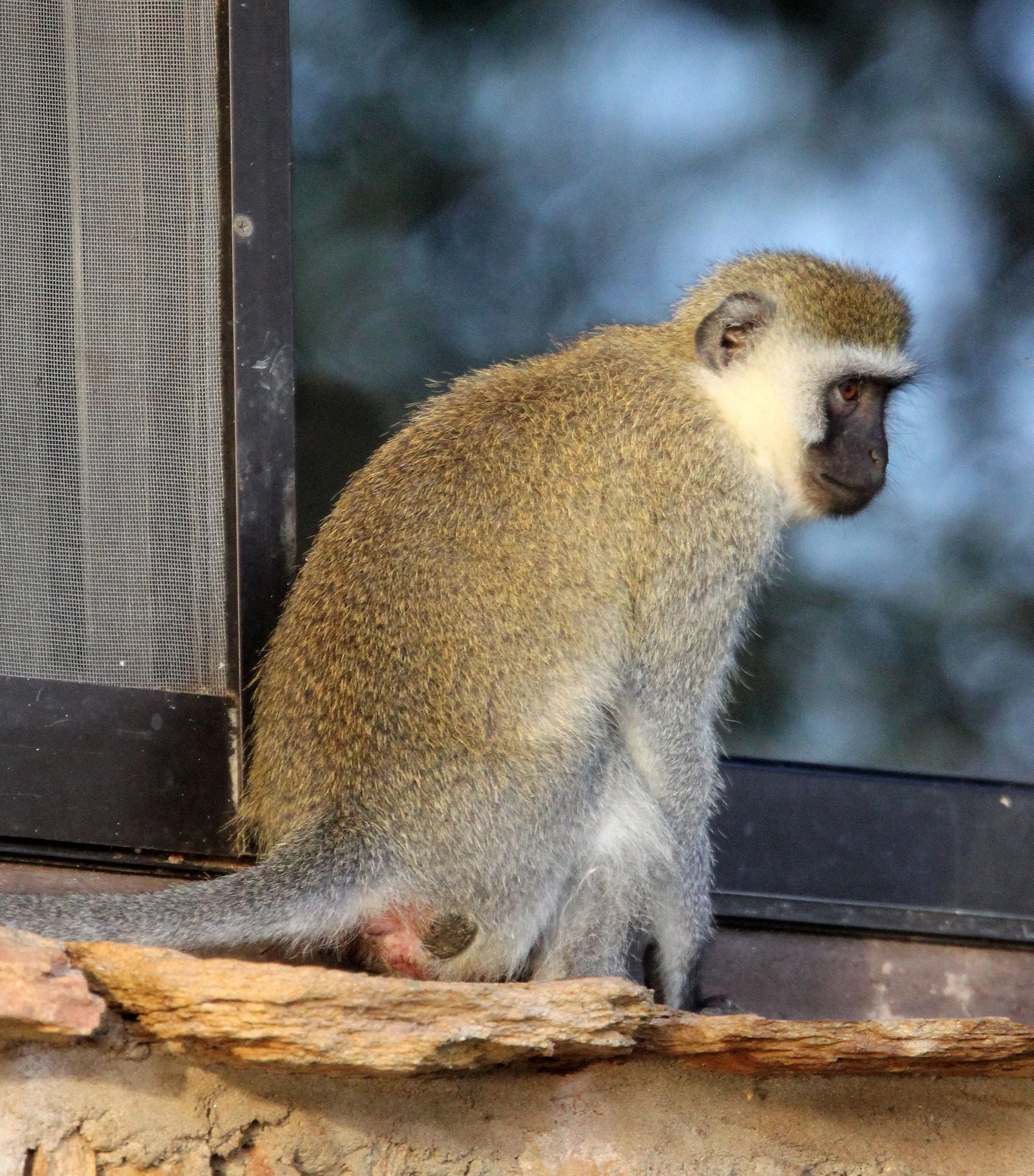 Chlorocebus pygerythrus Vervet Monkey — Coke Smith Wildlife