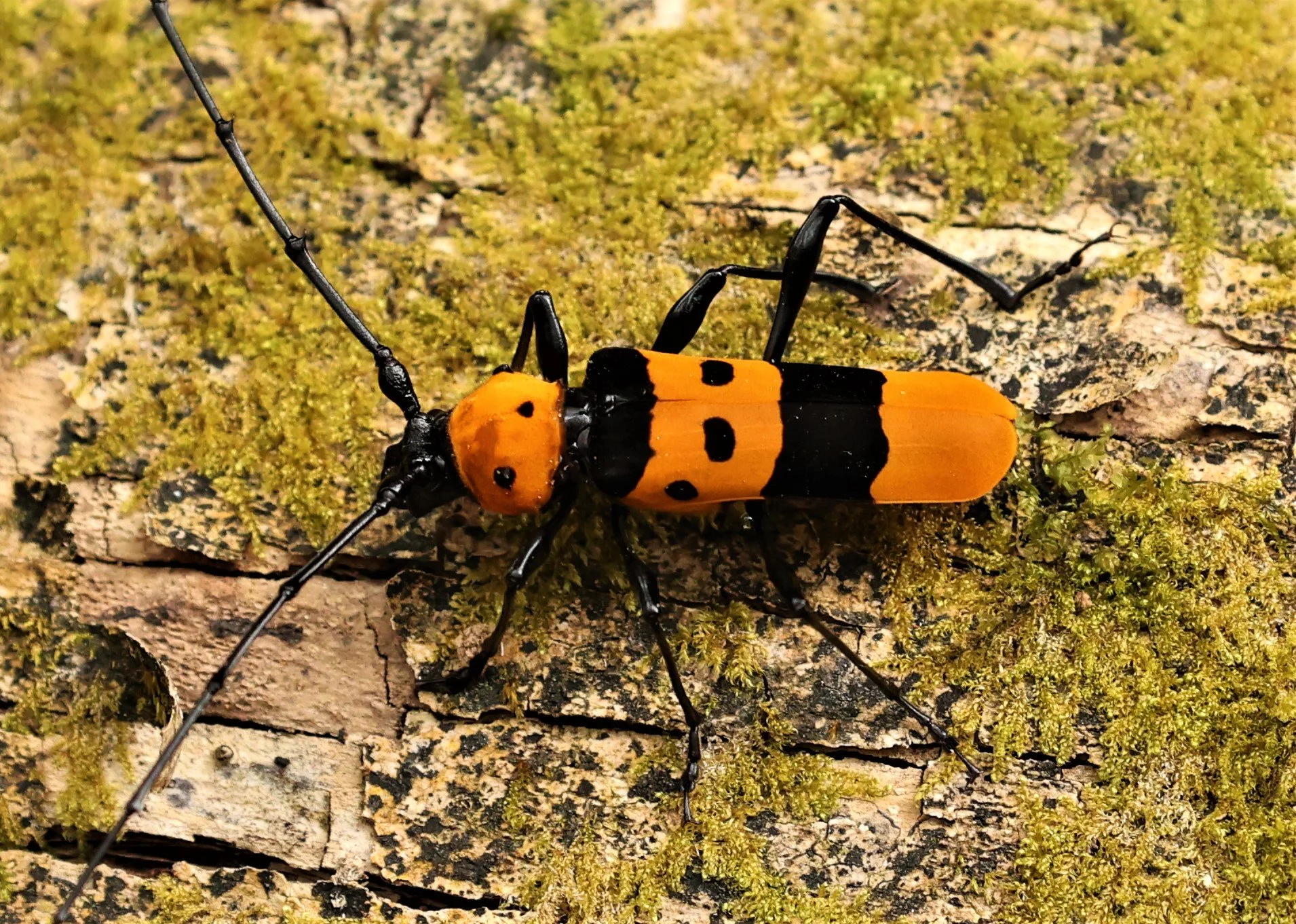 Class Insecta — Coke Smith Wildlife