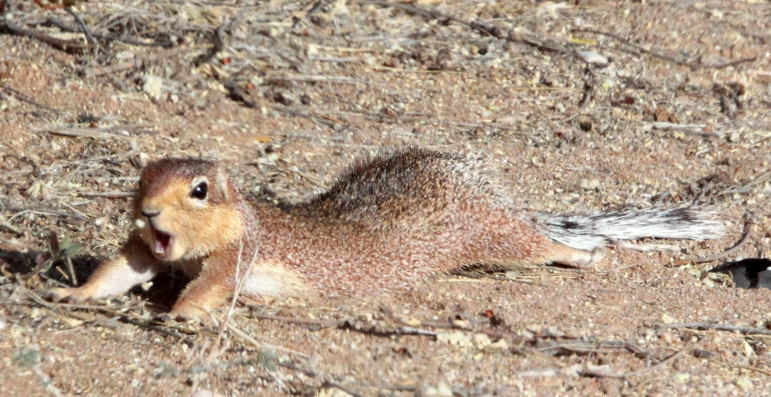 African Ground Squirrel Geosciurus Wikipedia