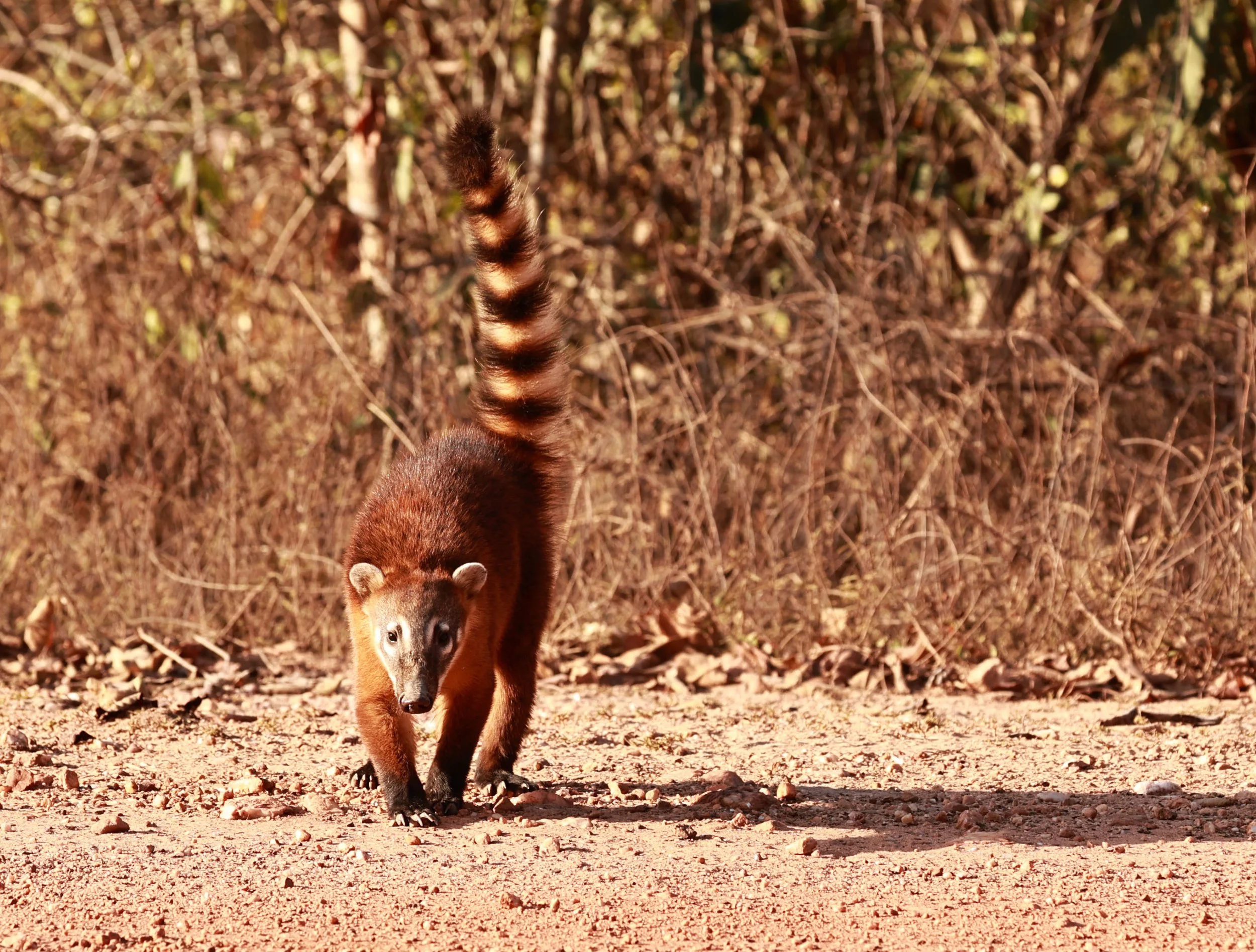 South American Coati (Nasua nasua) — Coke Smith Wildlife