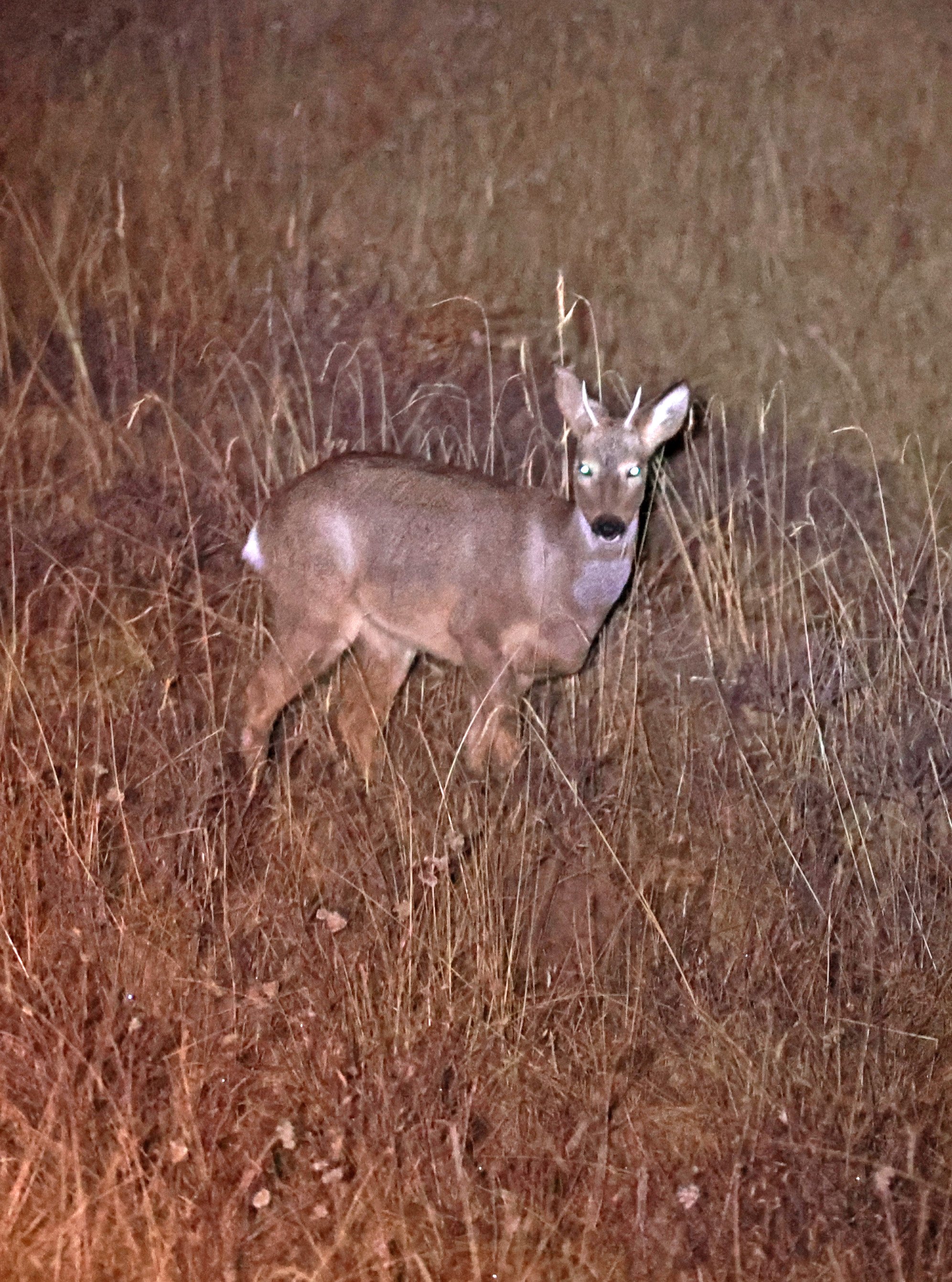 Tribe Capreolini the Roe & Water Deer — Coke Smith Wildlife