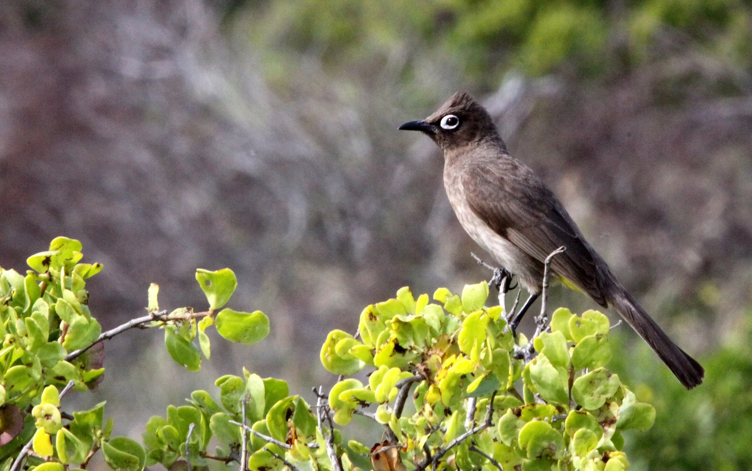 Cape Bulbul (Pycnonotus capensis) South Africa — Coke Smith Wildlife